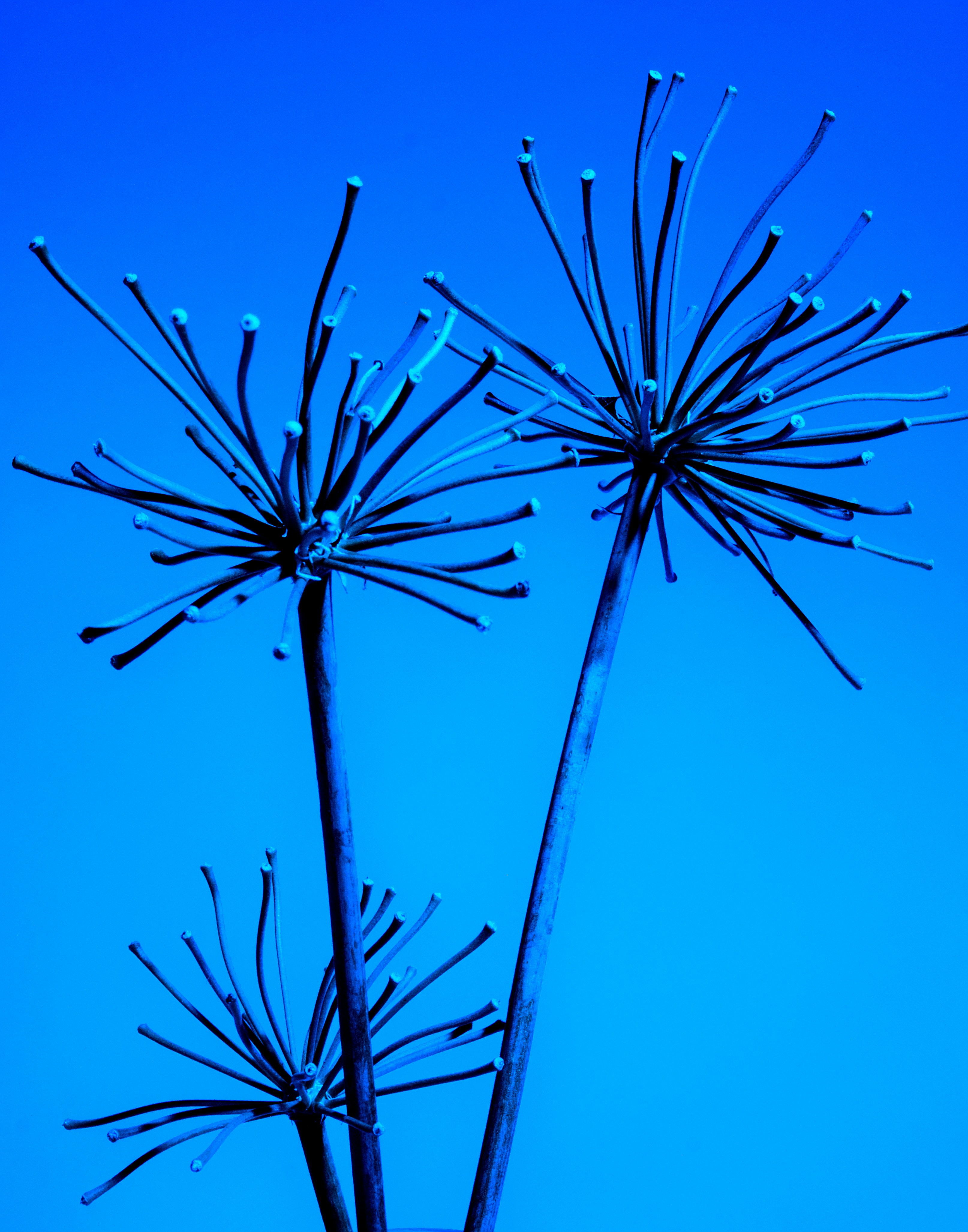 Silhouetted agapanthus flowers with bare stems set against a vivid blue background.