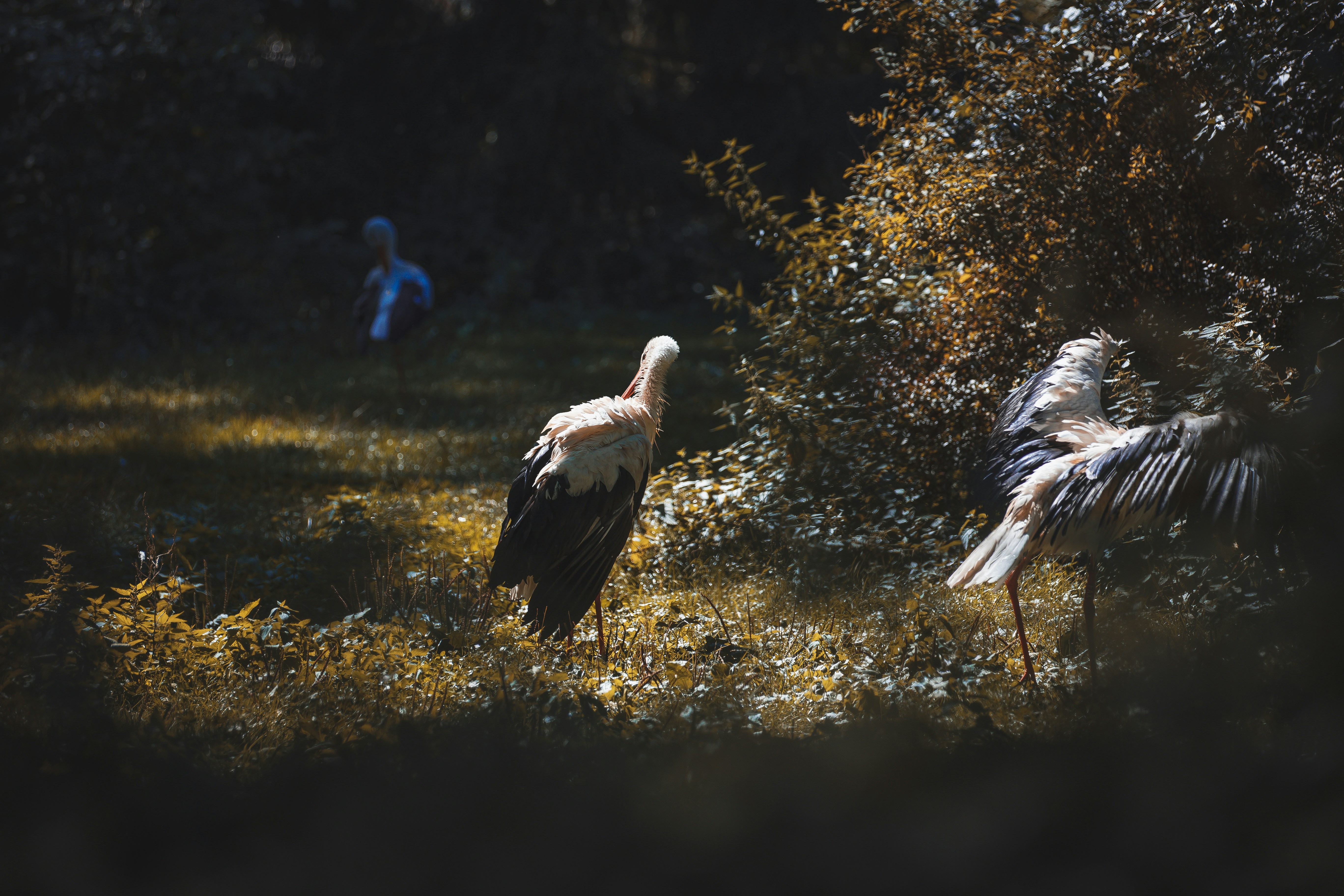 Stilted Watch: A Pair of Egrets with a Distant Blue Sentinel