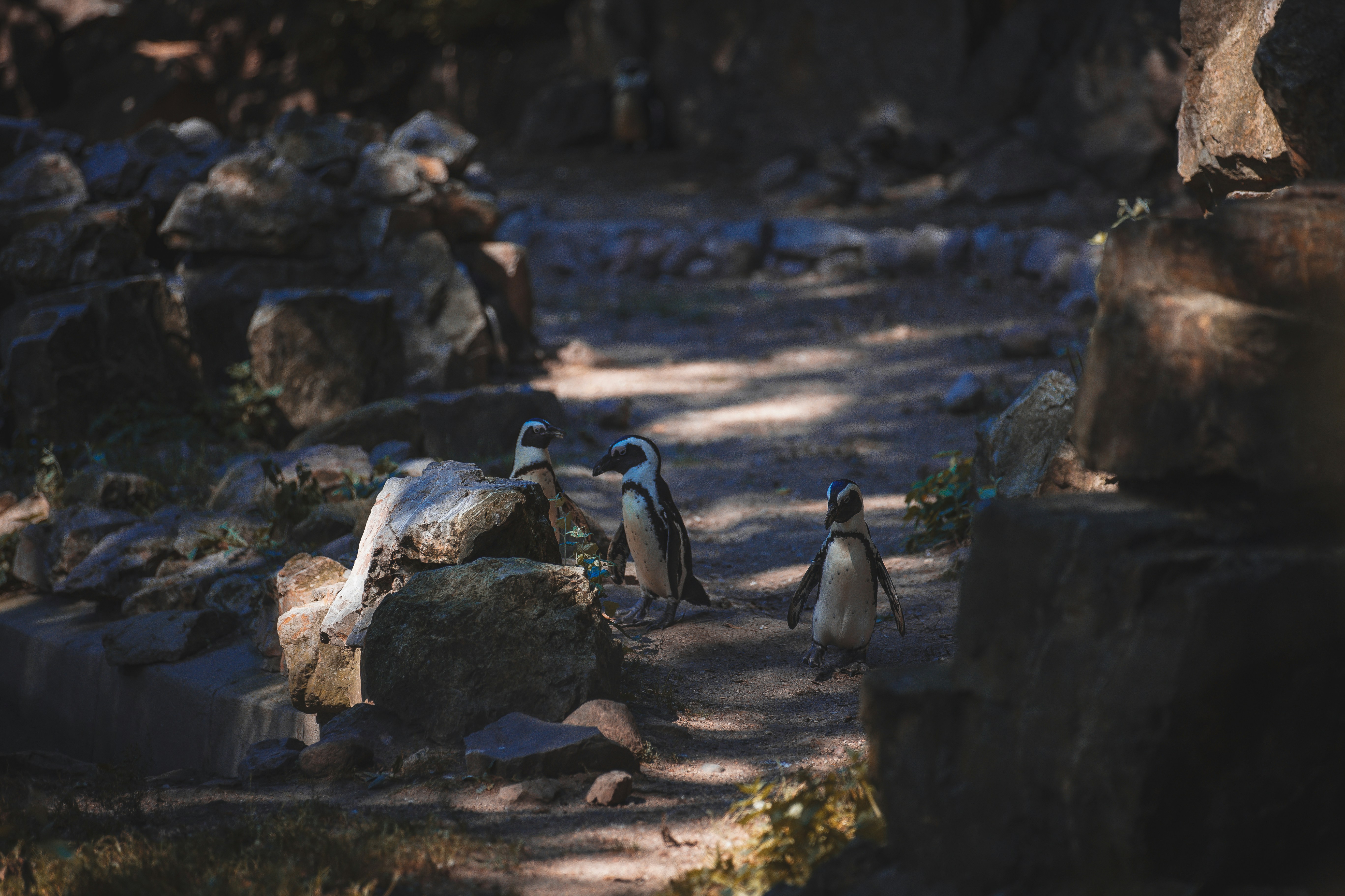A group of penguins walking along a dirt path photo – Free Animal Image ...