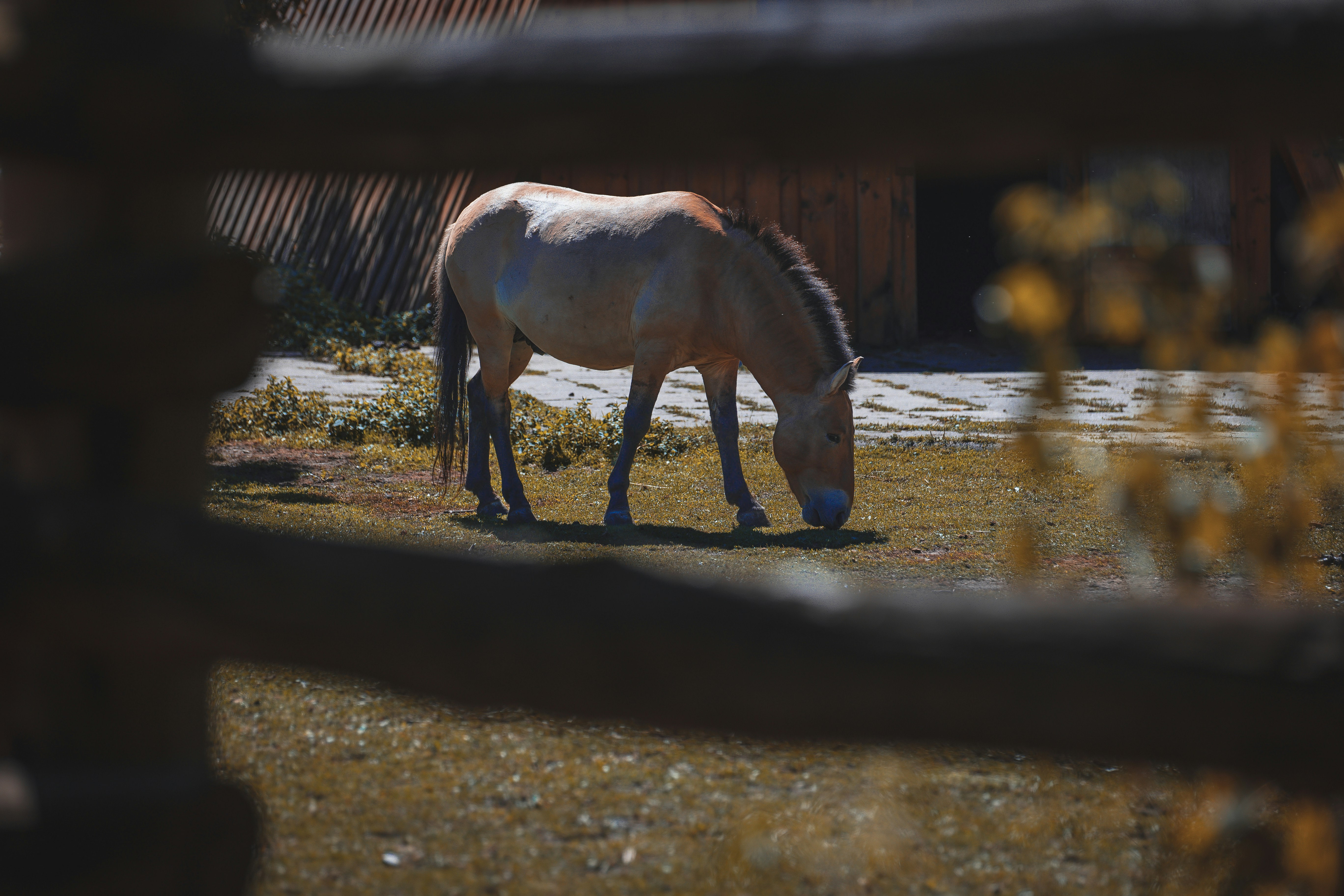 Quiet Grazing Through Weathered Rails: A Horse by the Barnyard