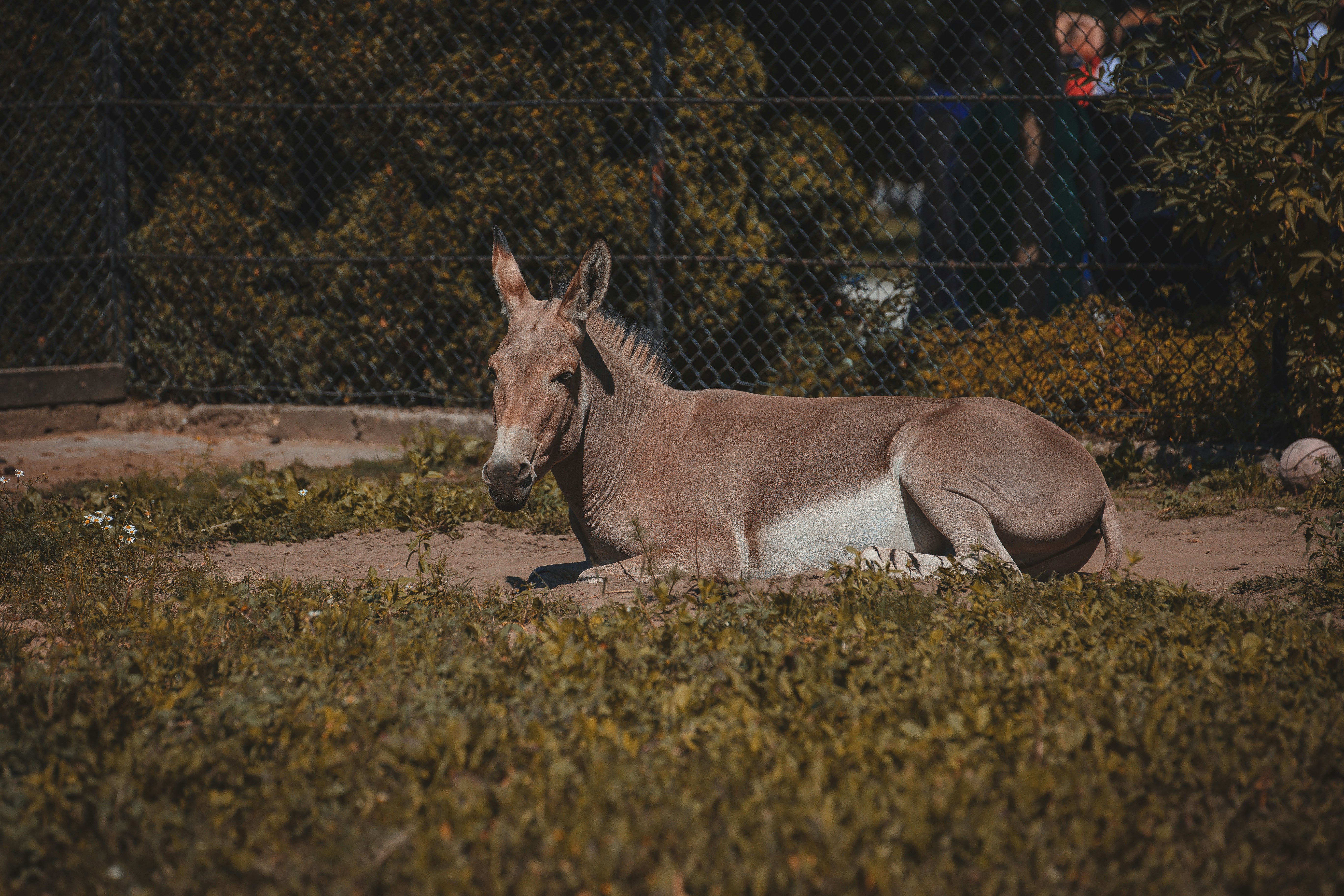 Relaxed Donkey in a Sunlit Enclosure