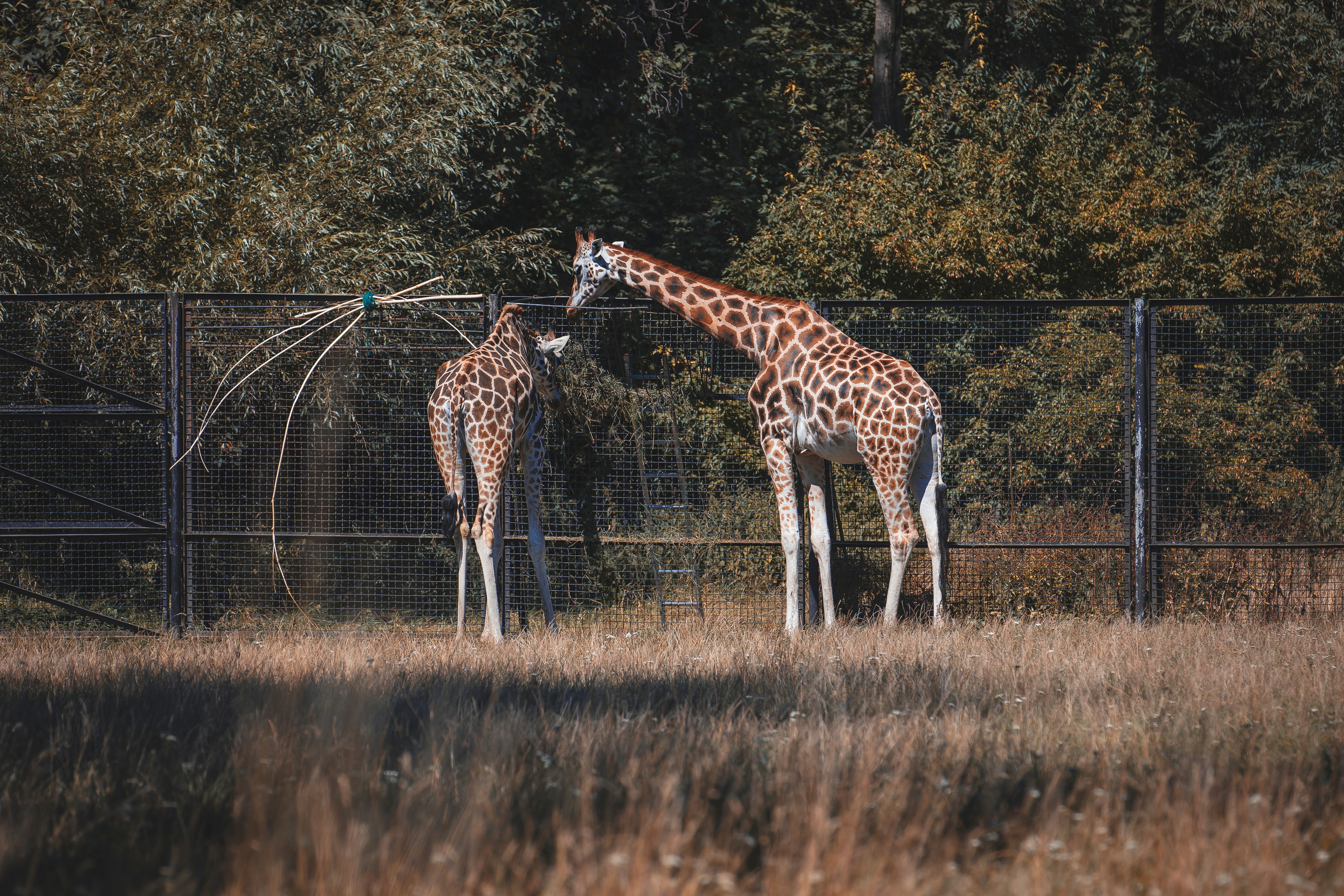 Giraffes in a quiet enclosure share a moment by the fence