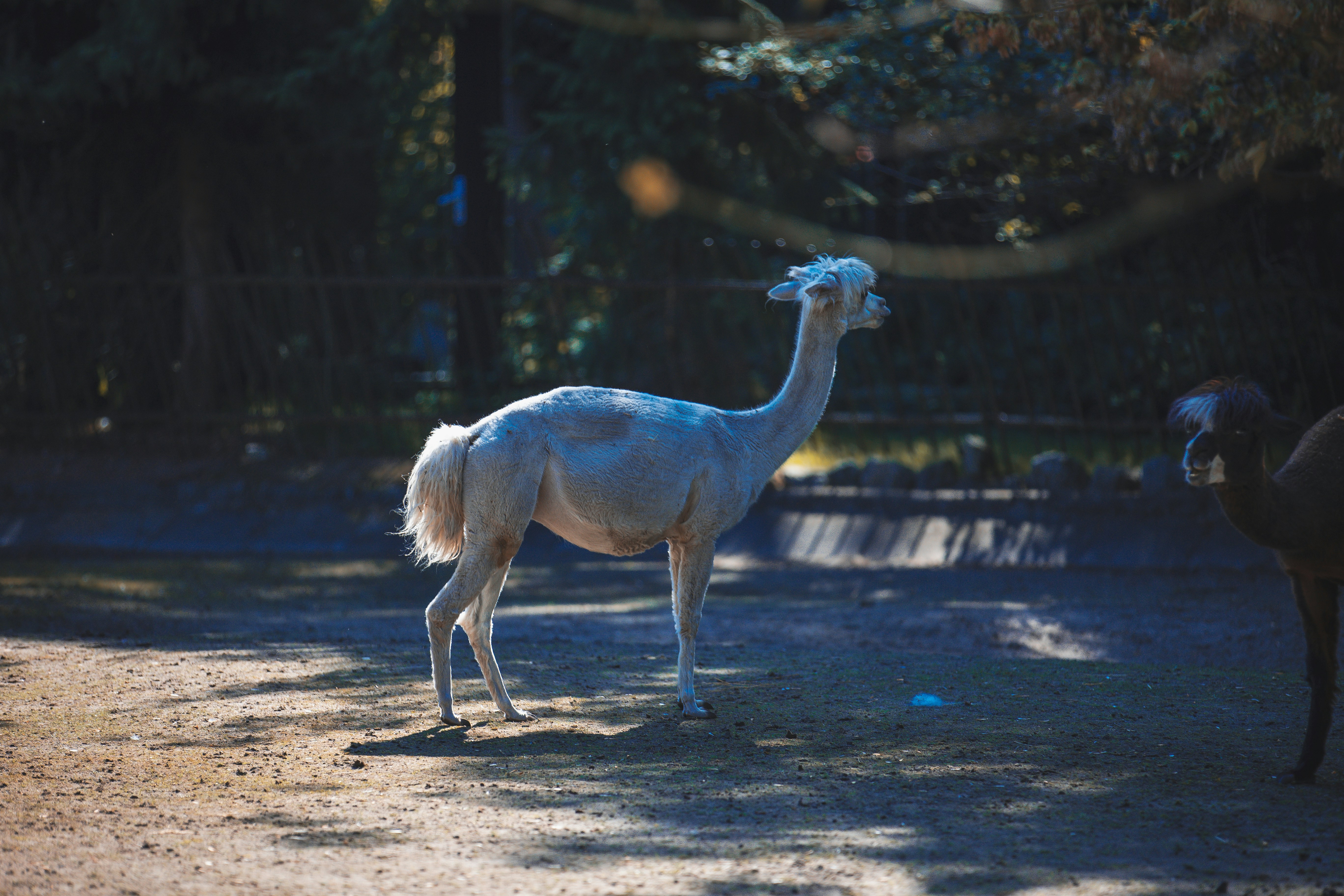 Sunlit White Llama Pauses in a Shadowed Courtyard