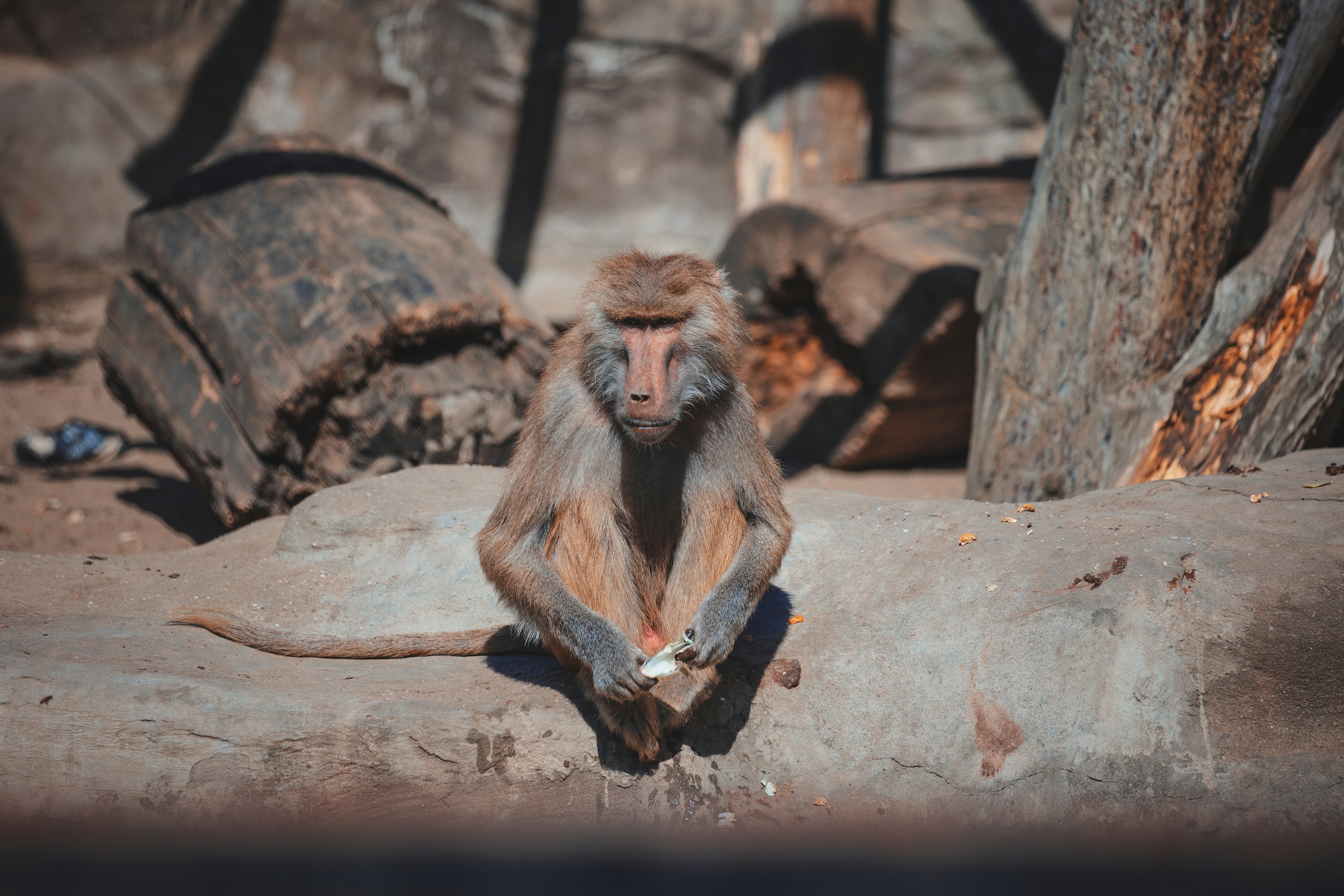 Grounded Gaze: Macaque on a Sunlit Log