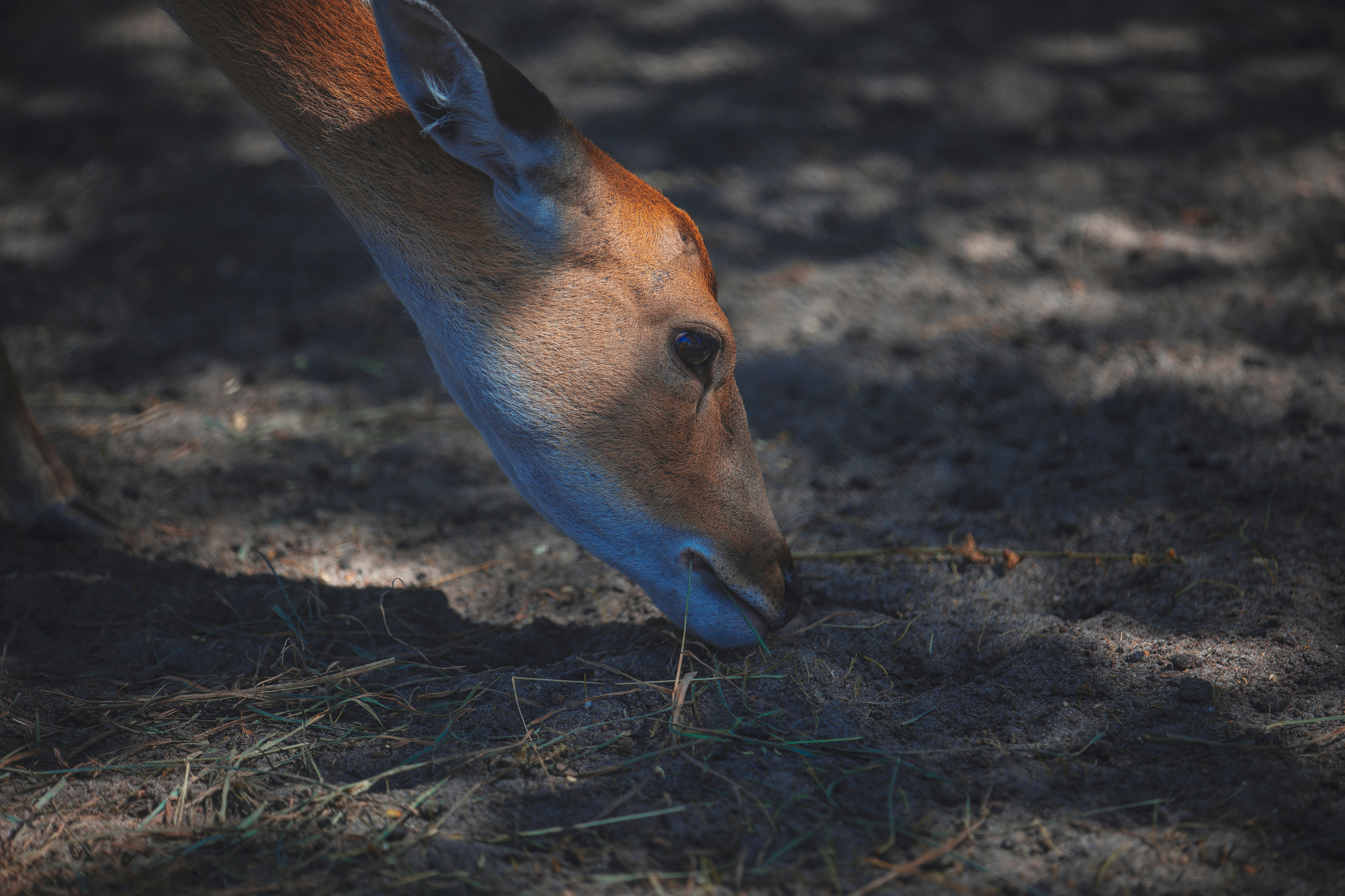 Dappled Grazing: A Deer Drops Its Nose to the Grass