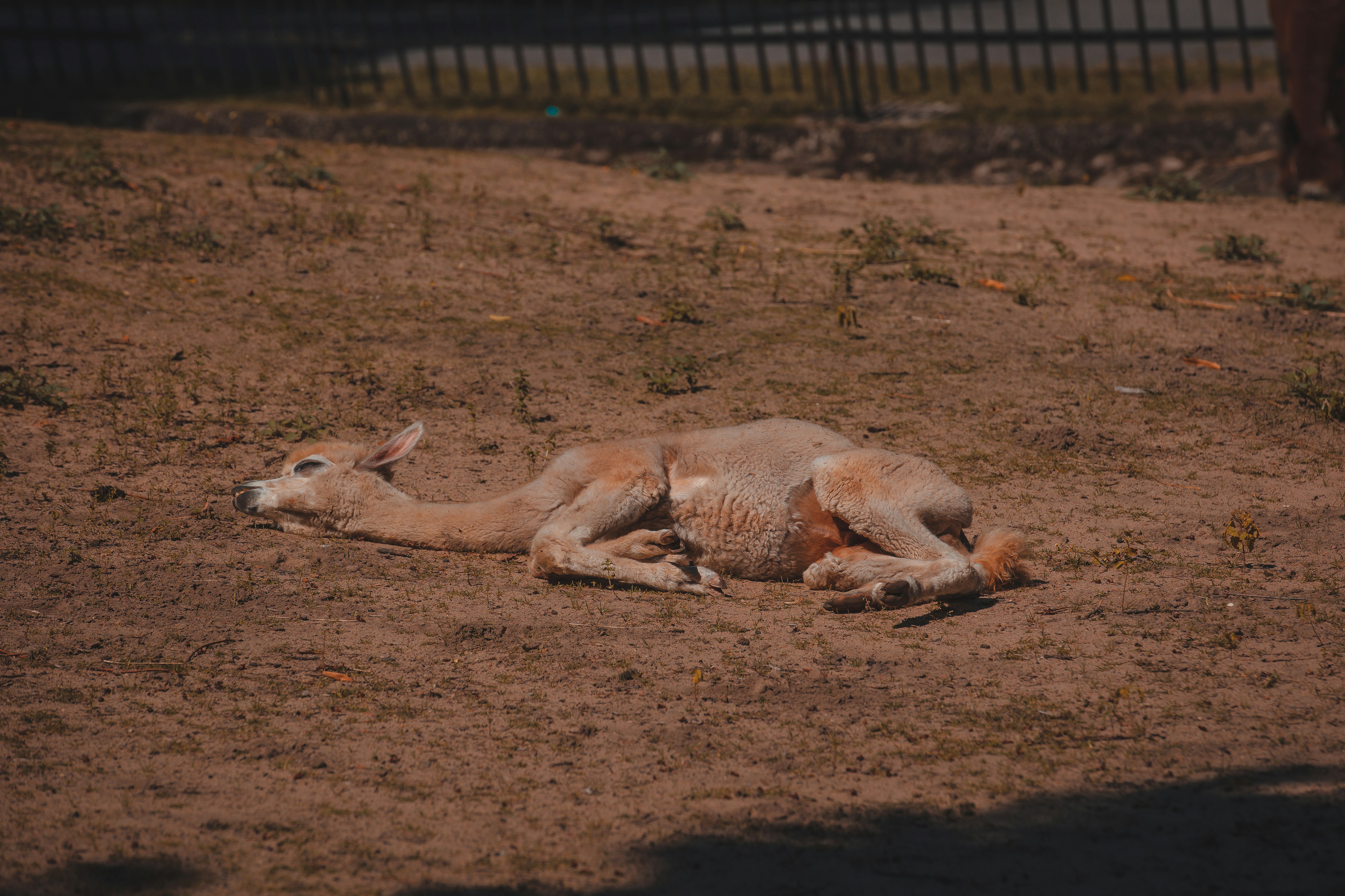 Parched Ground, Quiet Deer: A Moment of Rest in the Barrens