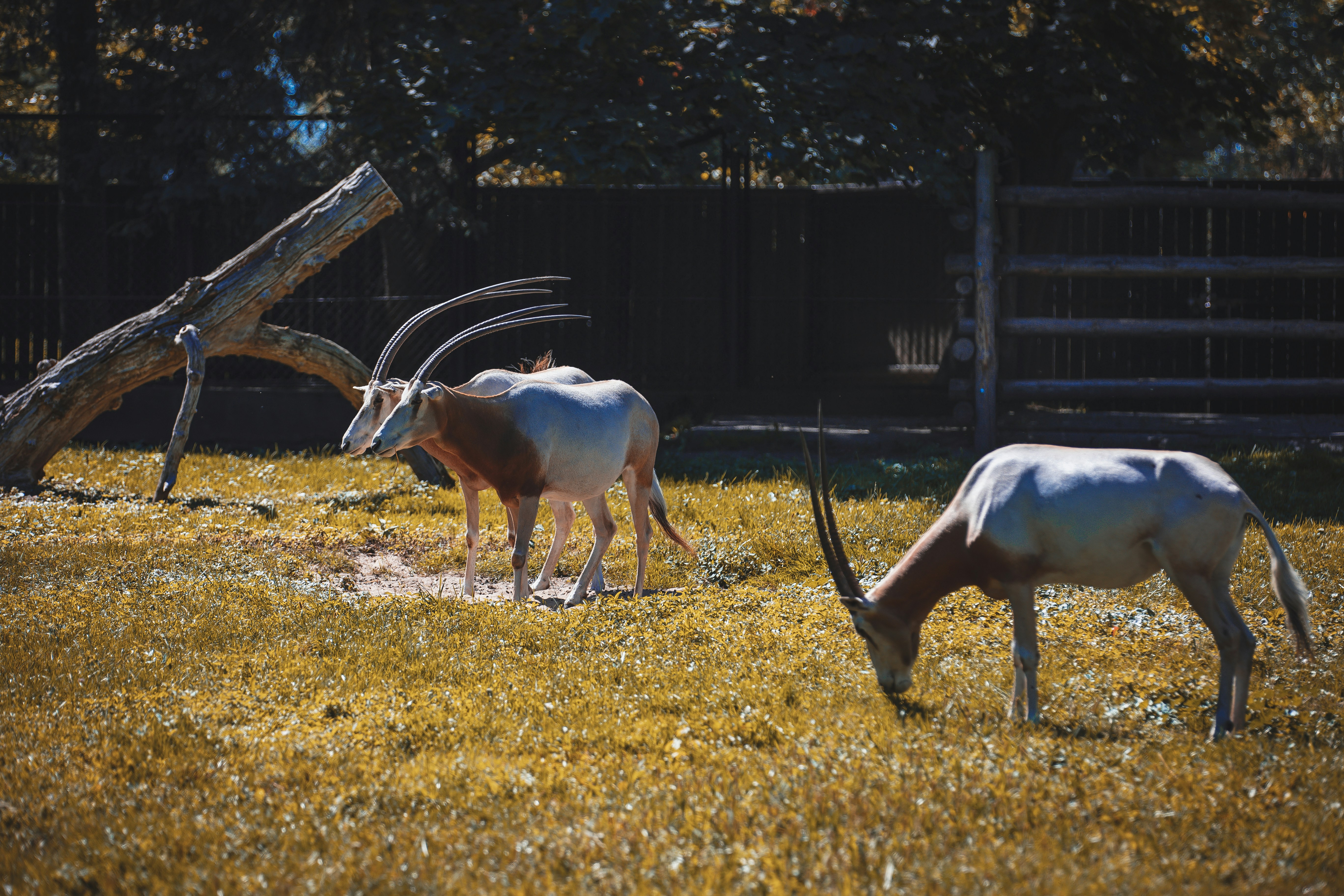 Golden Hour Grazers: Gazelles Beneath a Weathered Fence