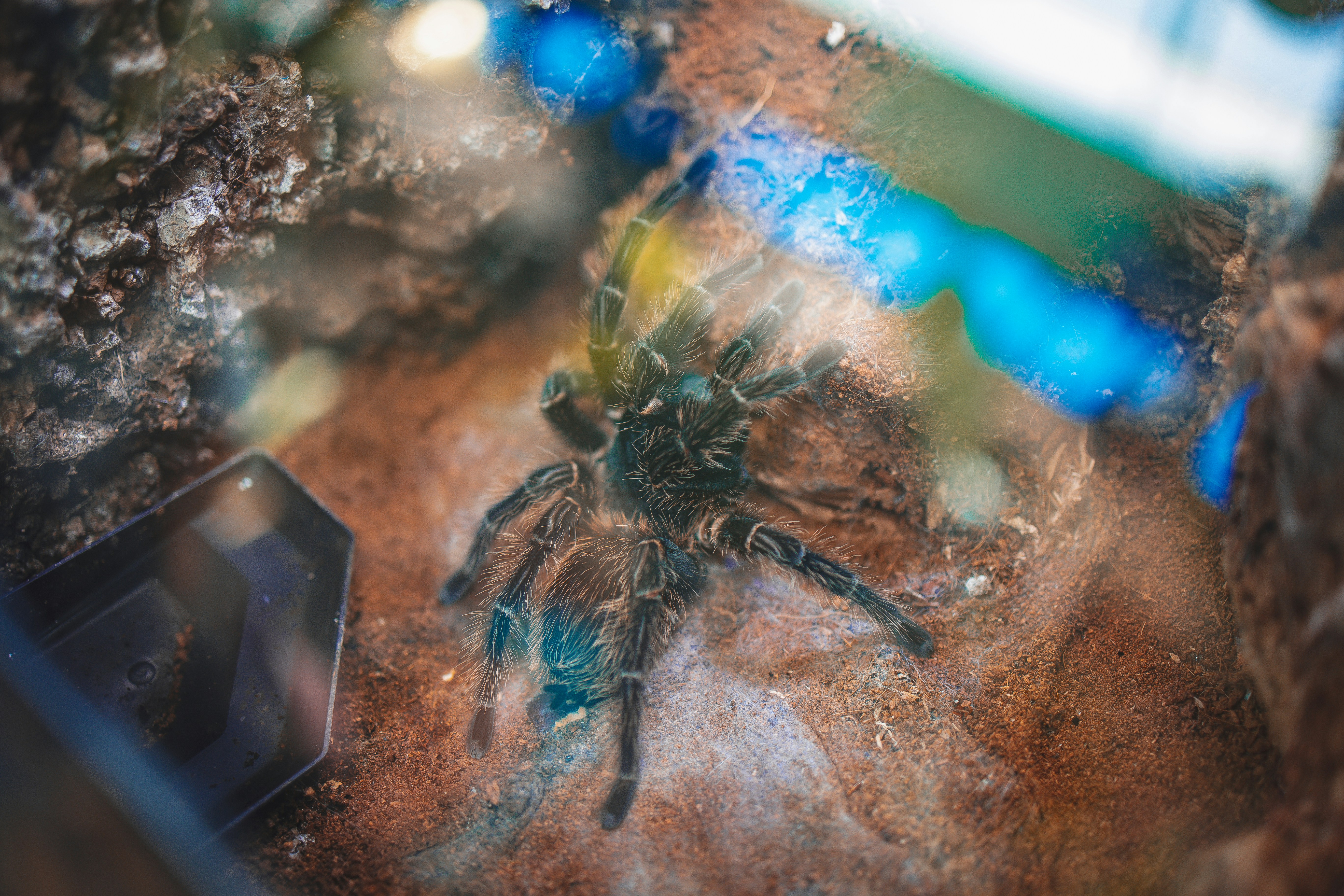 Emerald Legs in a Glassy Habitat: A Velvet Tarantula Within a Terrarium Scene