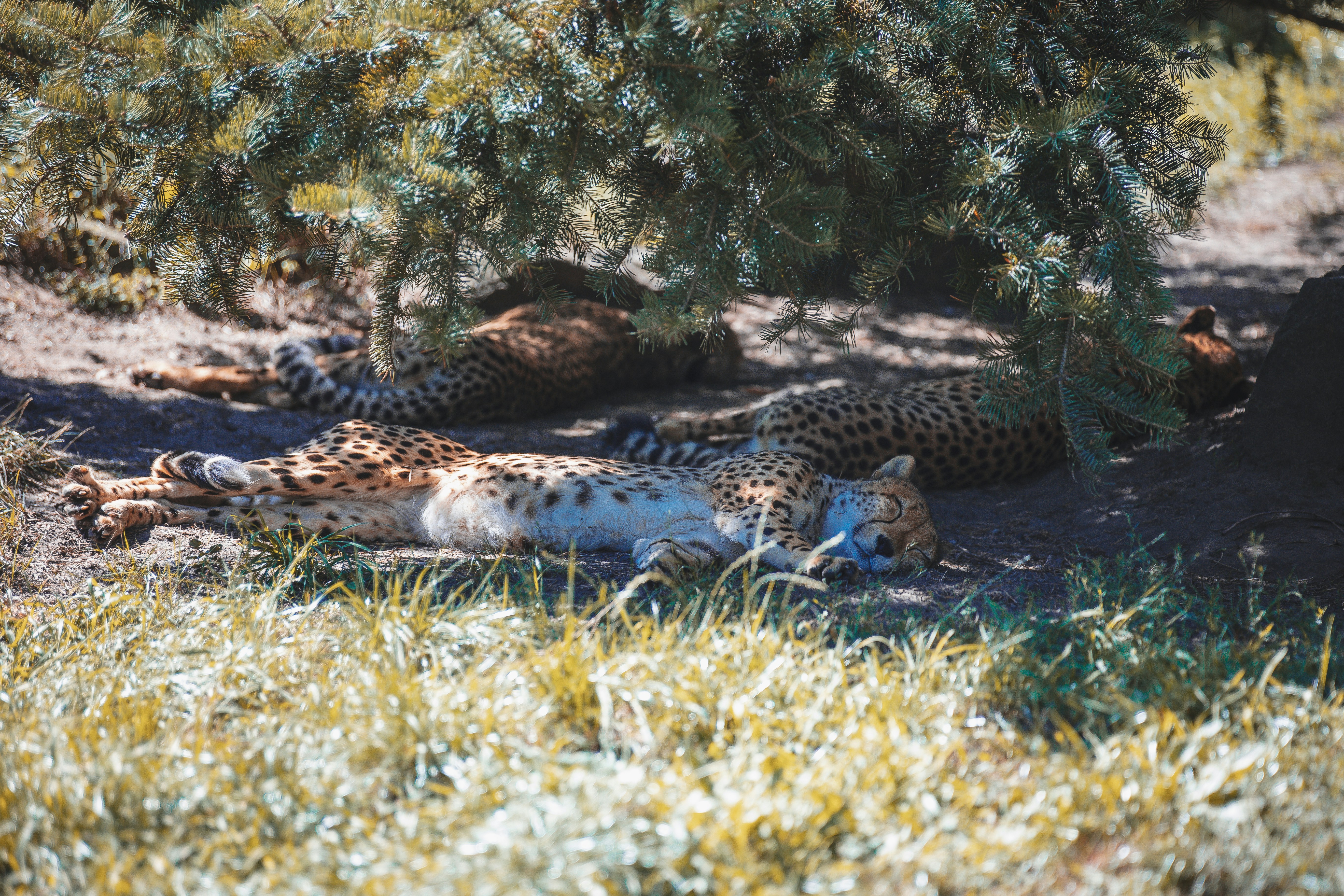 Shade-Quiet Cheetahs: Resting in Dappled Light