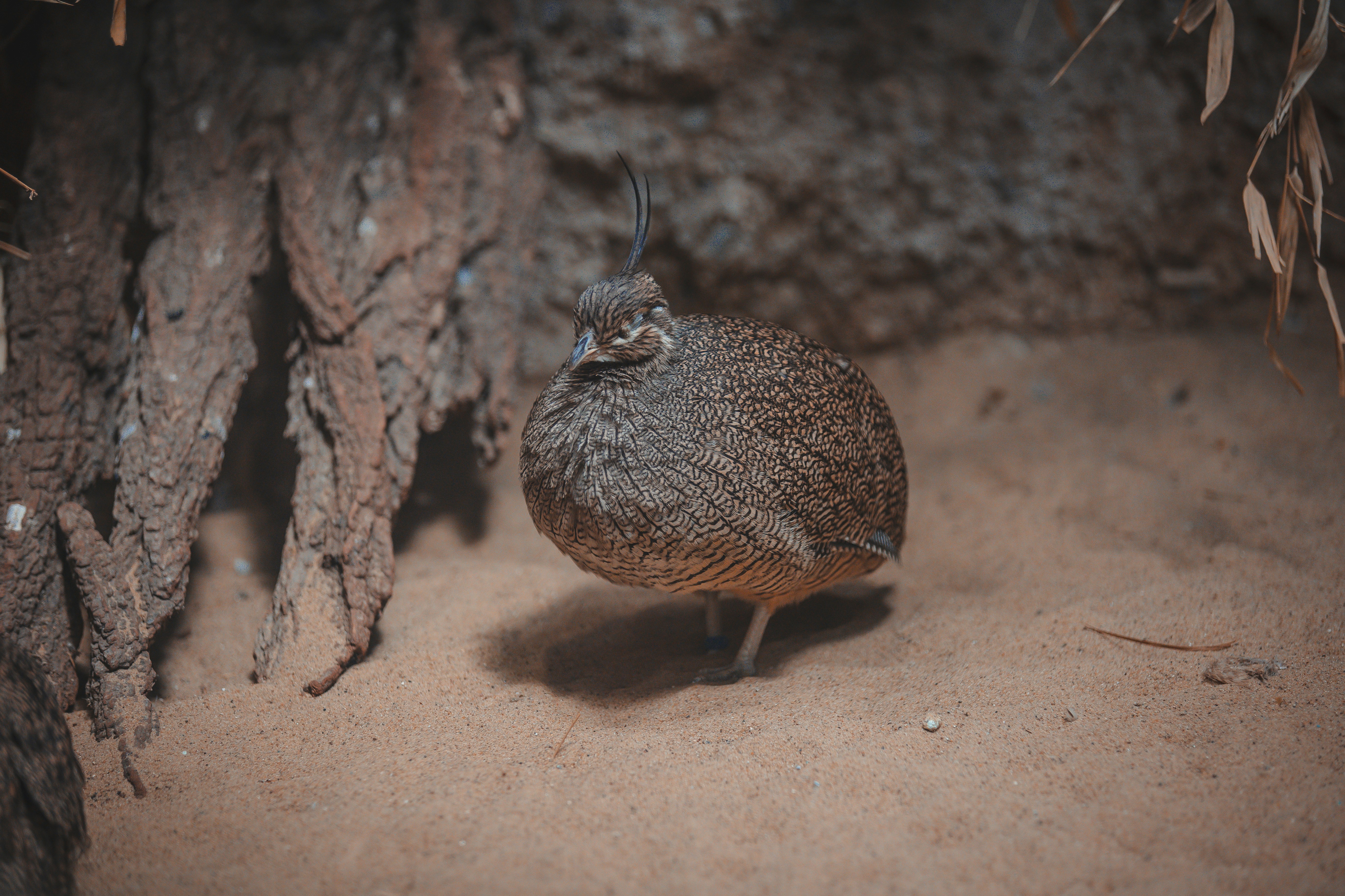 Quail's Quiet Retreat