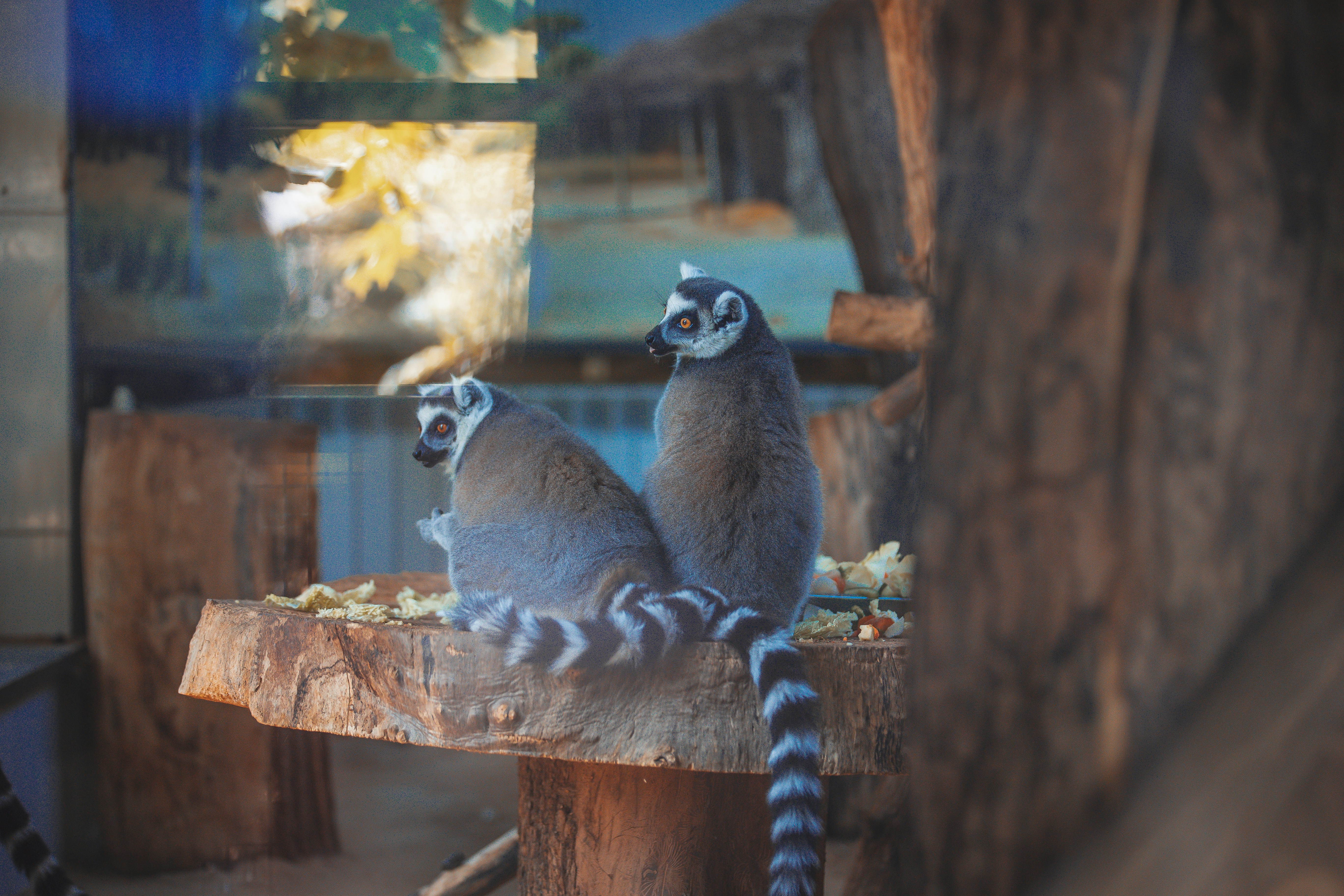 Twin Ring-tailed Lemurs on a Wooden Perch