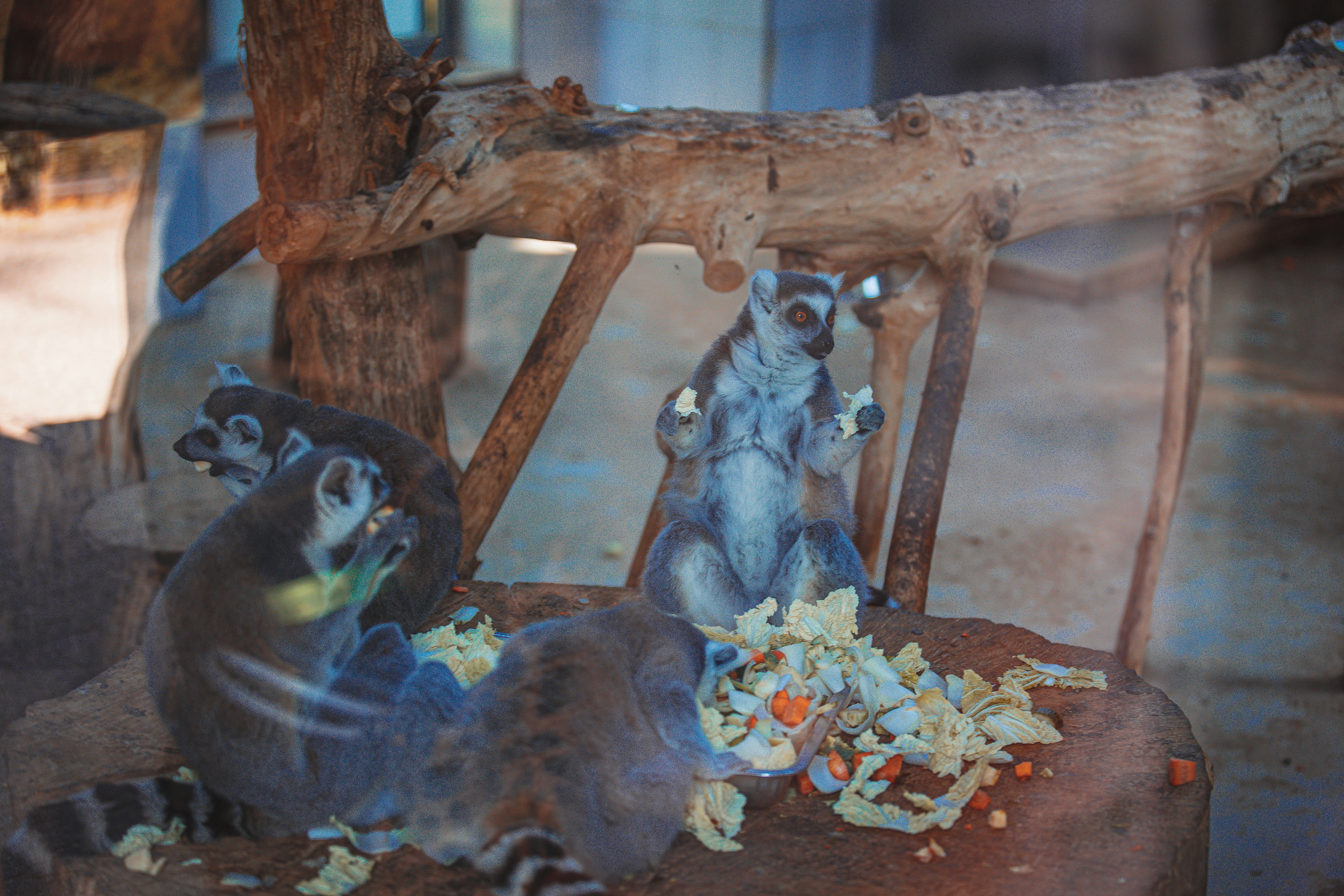Snack Time Under Branches: A Blue Lemur Takes Center Stage