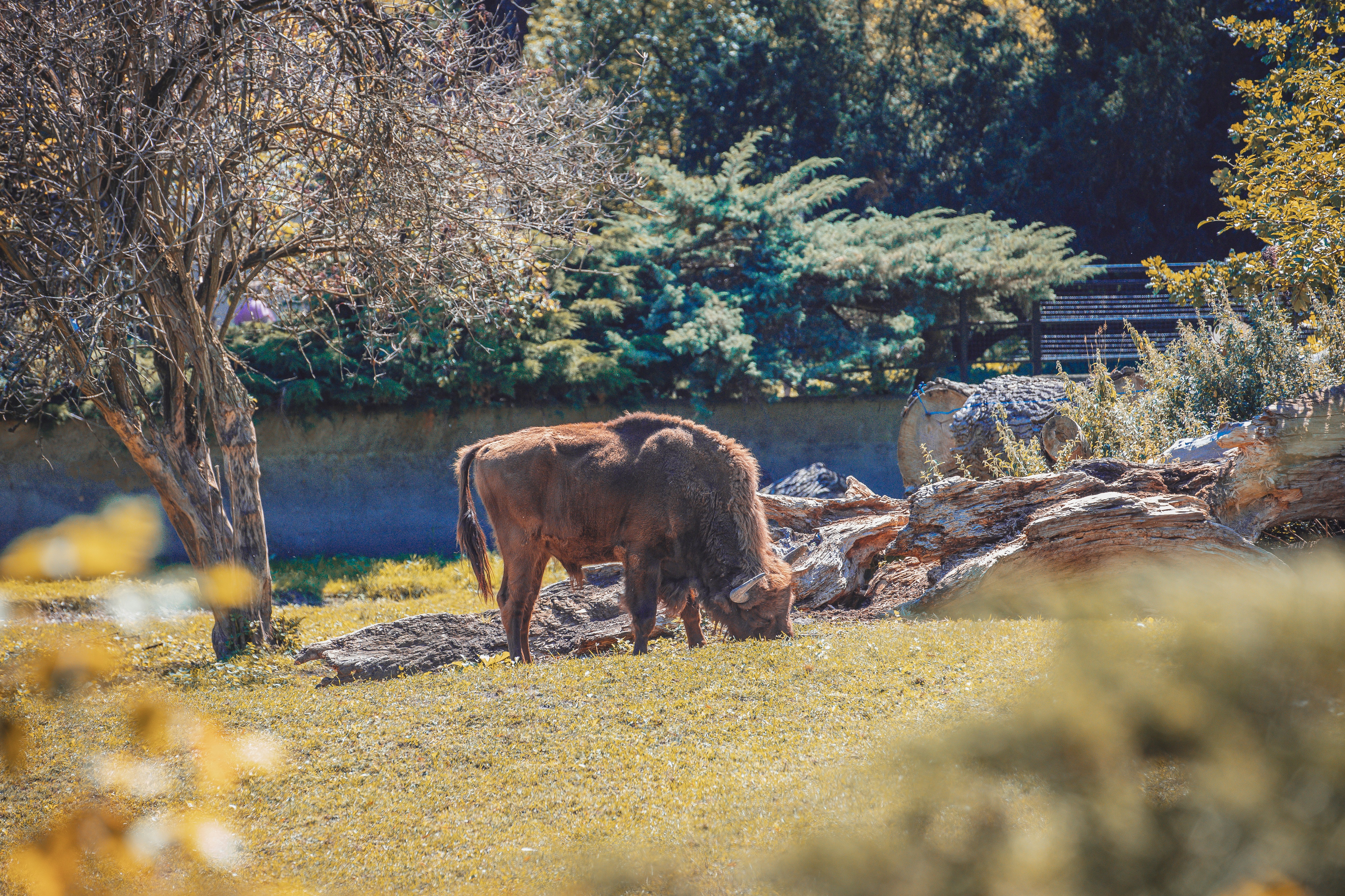 Bison grazing peacefully near a fallen tree under a canopy of autumn leaves.