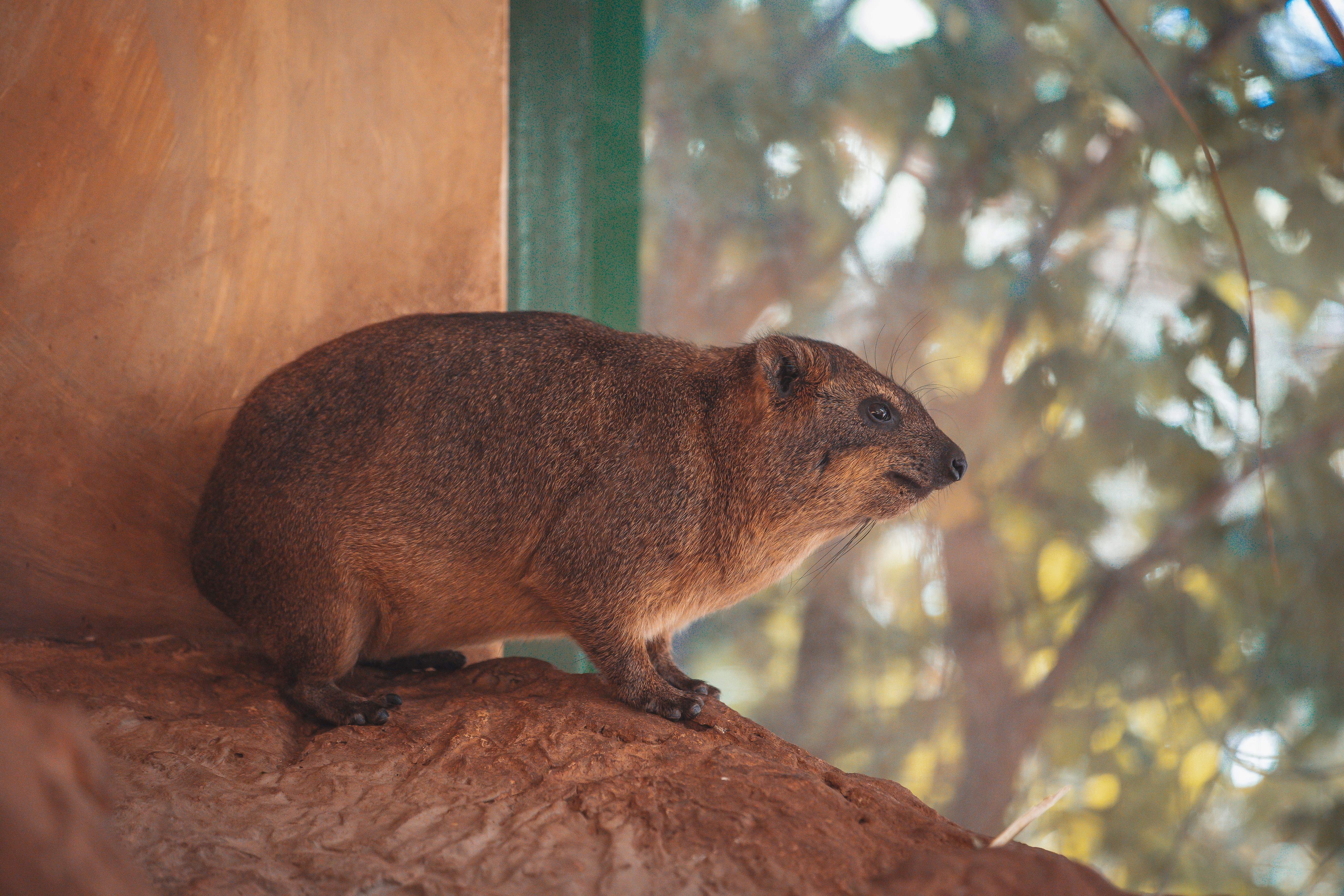 Sunlit Sentry: A Brown Squirrel Perched on a Warm Rock Behind Glass