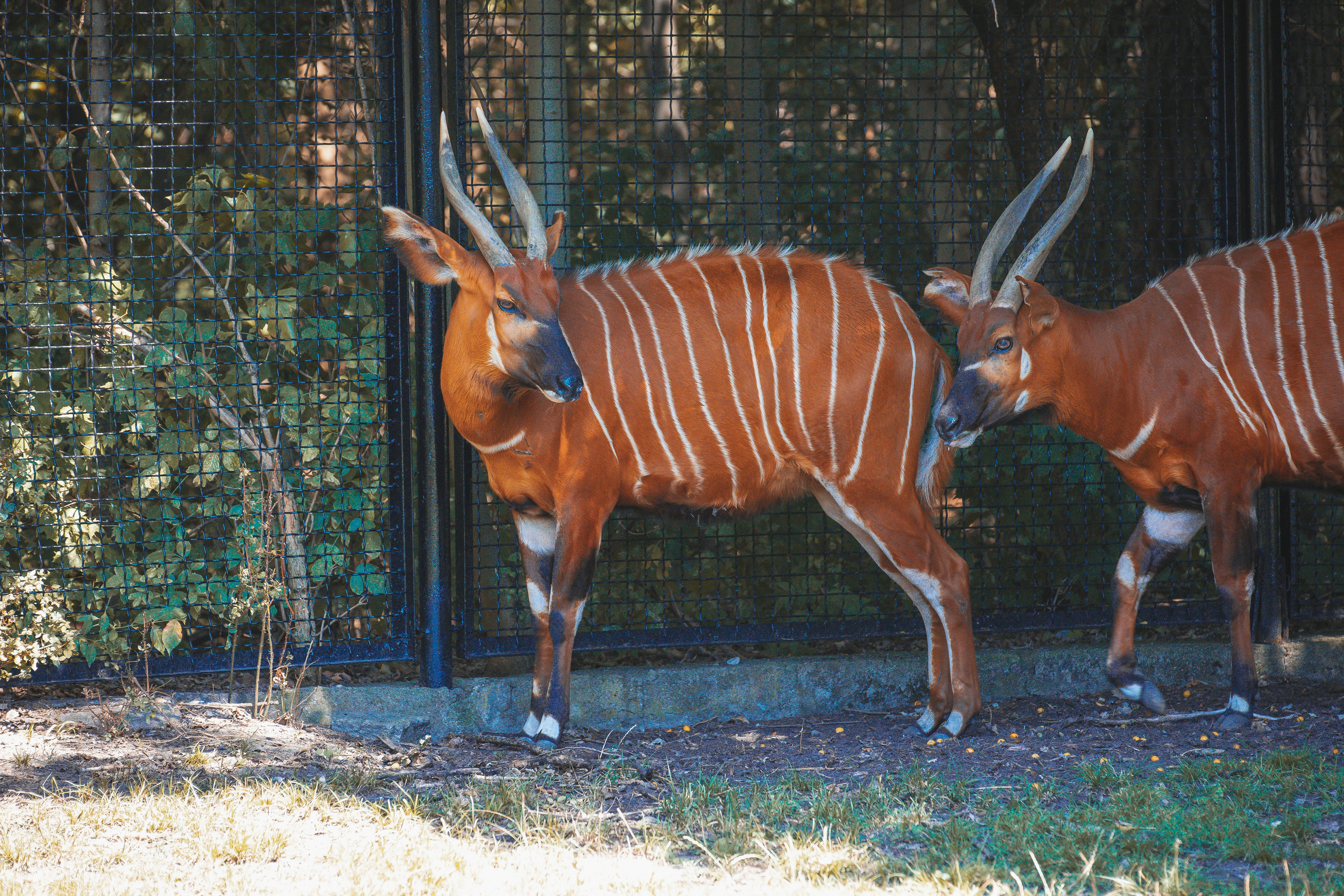 Striped Majesty: Gemsbok Pair Resting by a Sunlit Fence