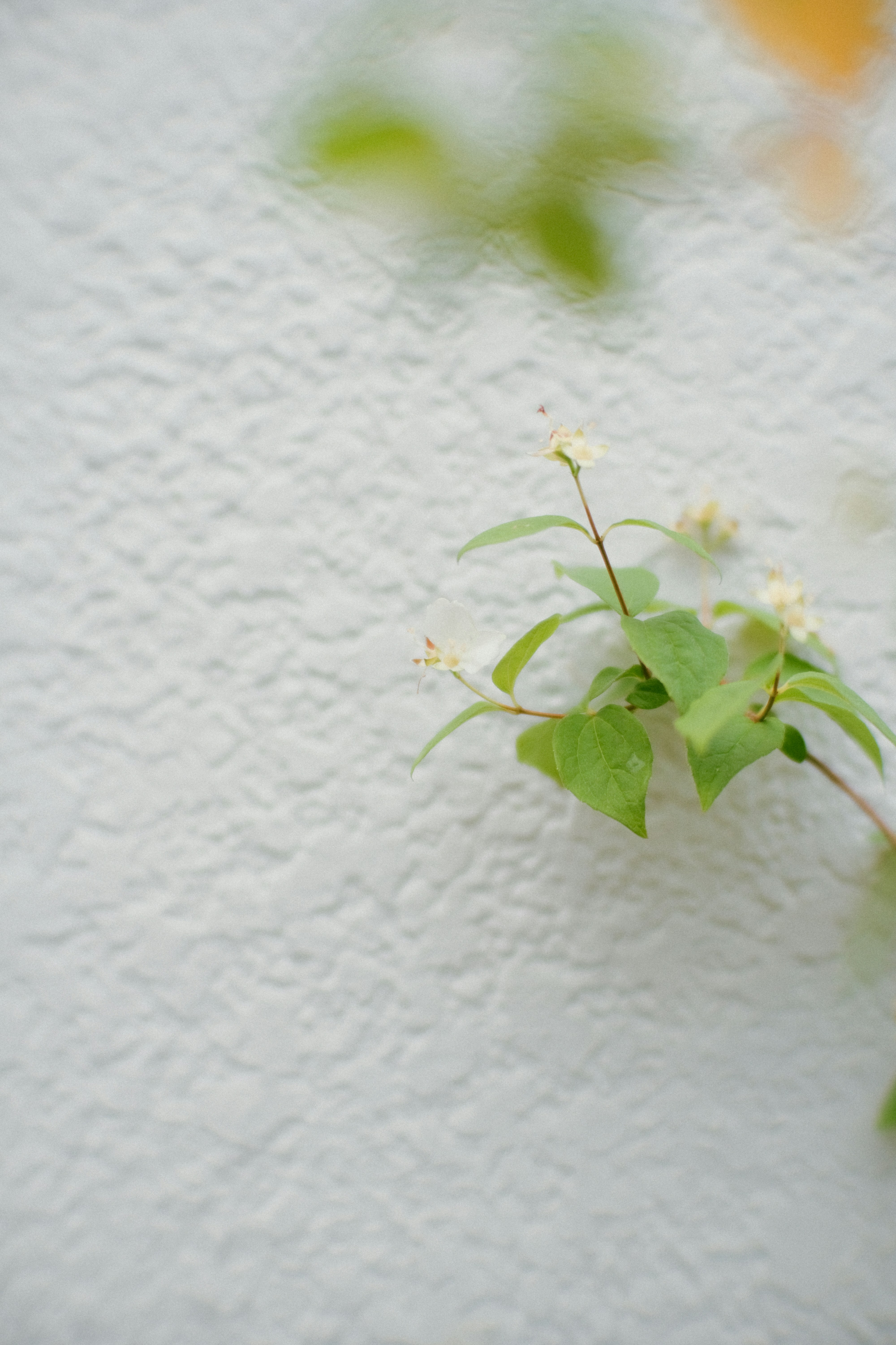 A Tiny Green Sprout Reaches Across a Textured White Wall