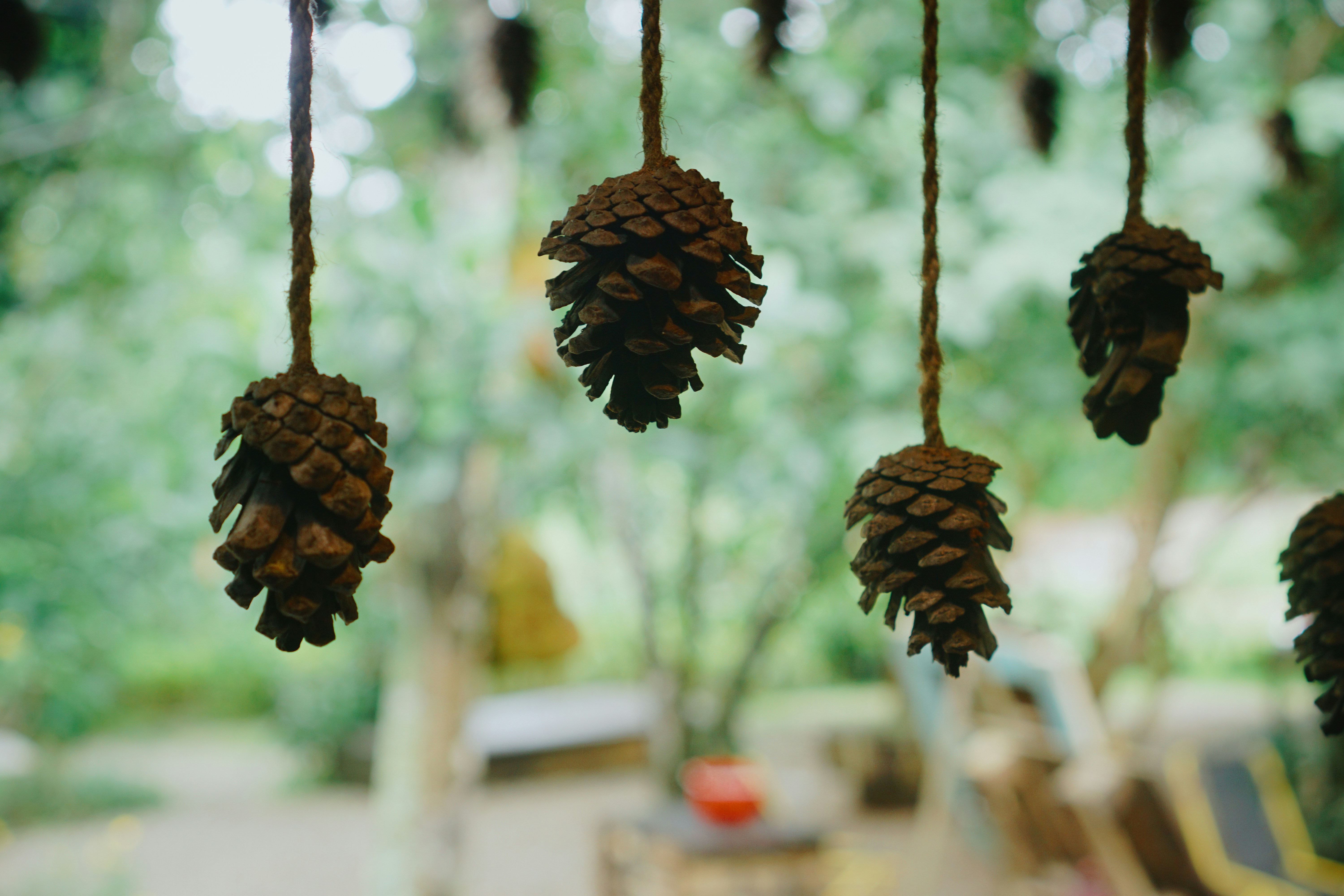 Hanging pine cones: a rustic portrait of nature's pendants