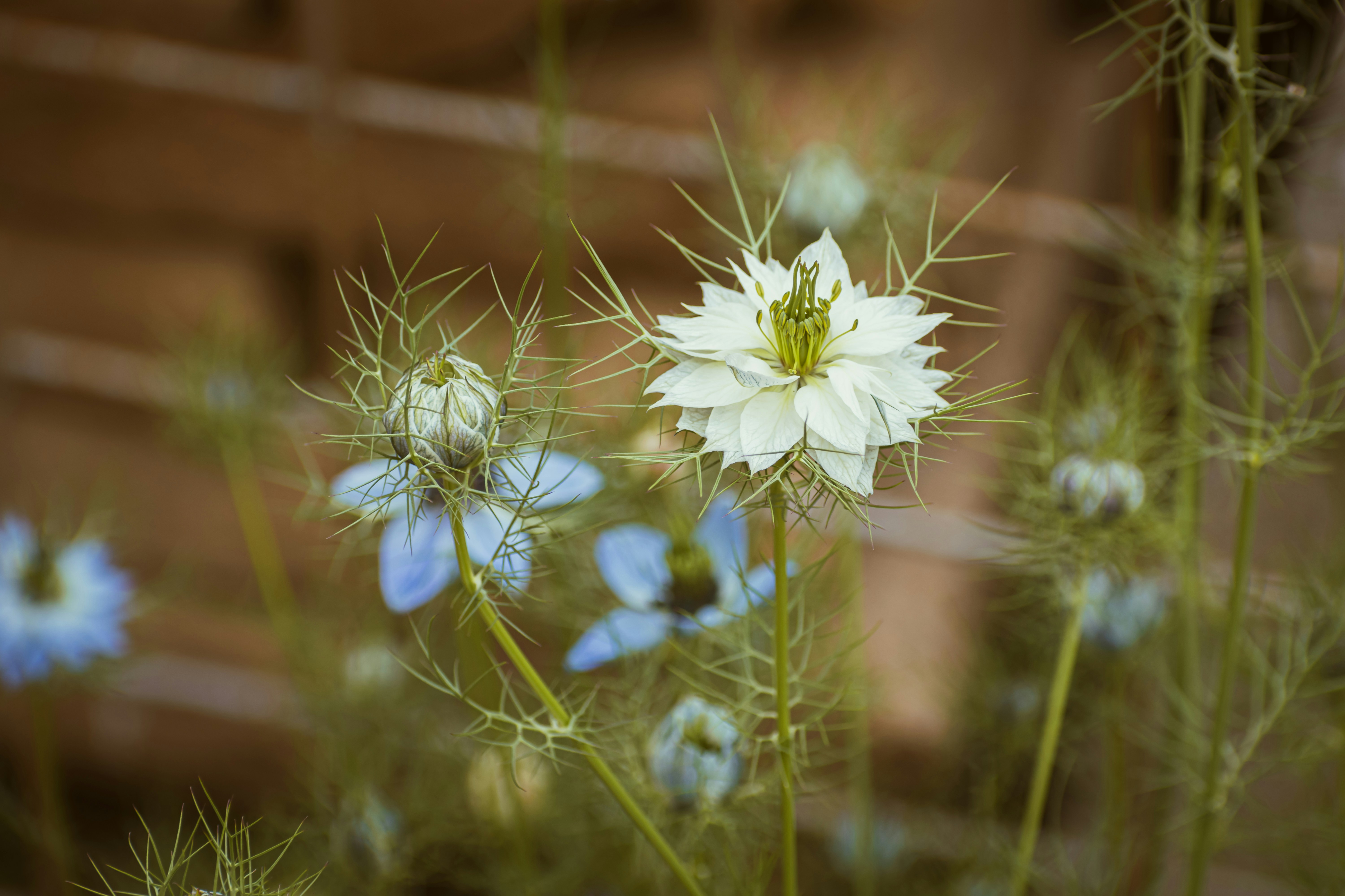 White aquilegia bloom centers the frame with delicate spiky sepals