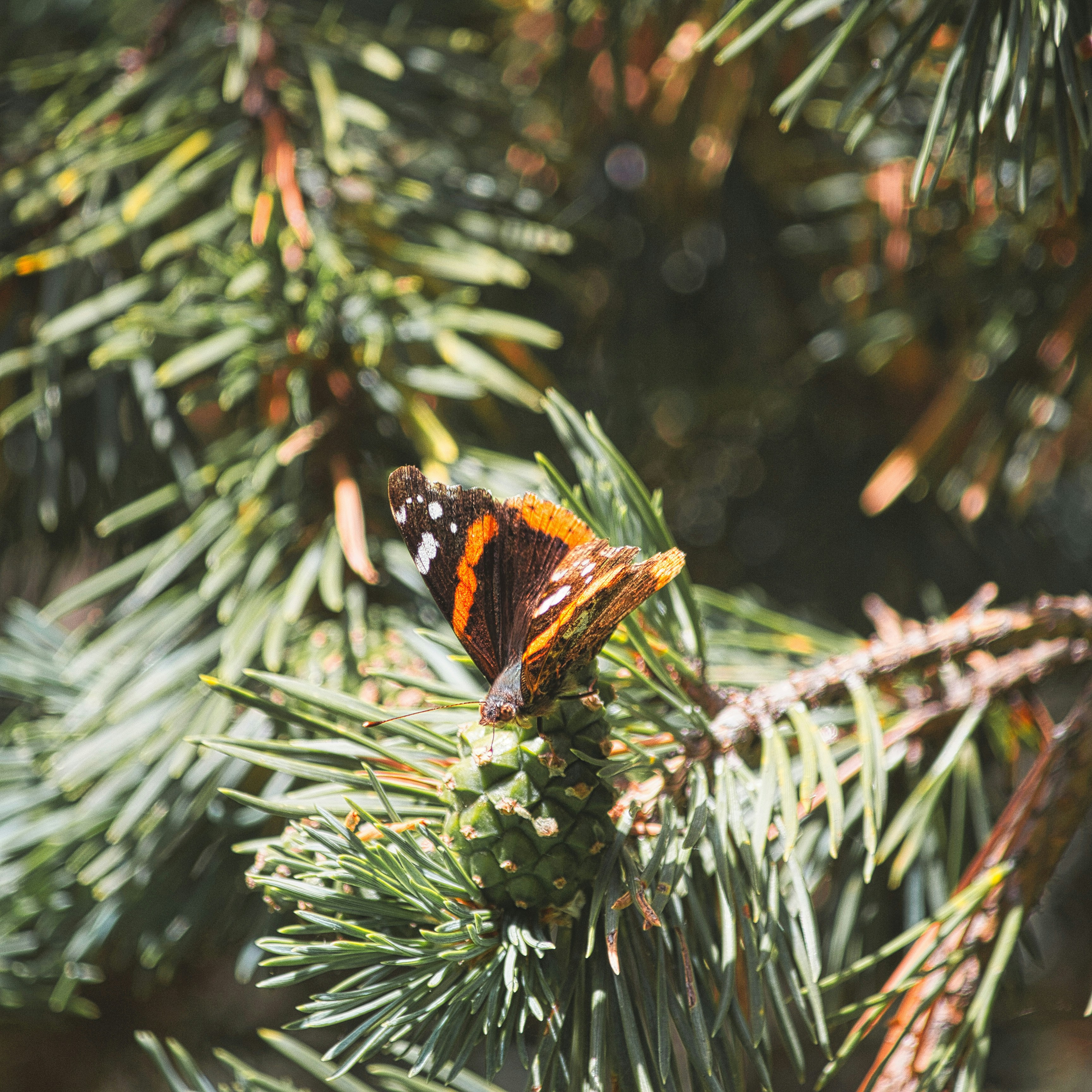 Butterfly on Pine: A Moment of Color Amid Needle Greens