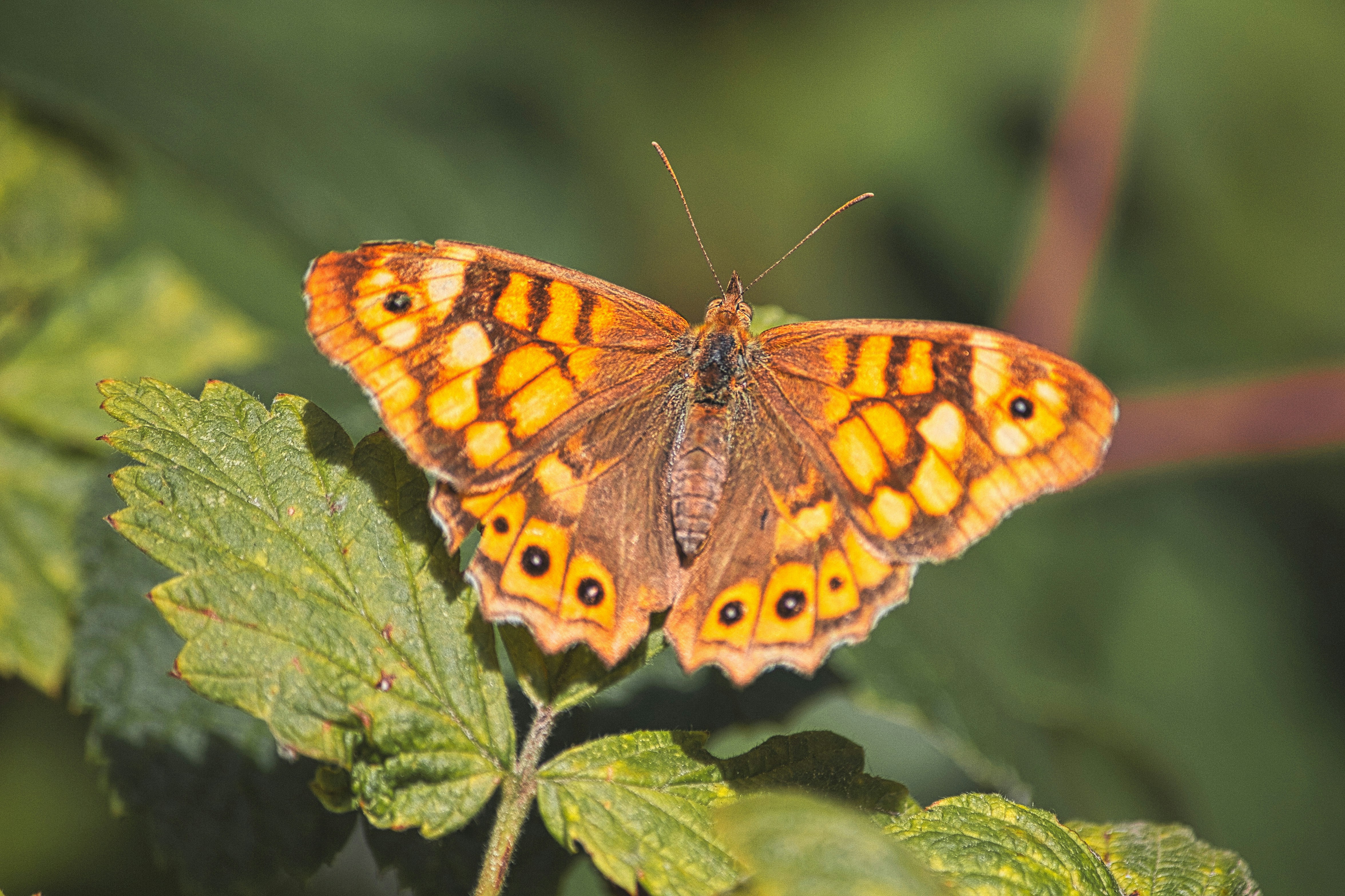 Vibrant butterfly perched delicately on a green leaf, showcasing its intricate orange and black patterns. The close-up highlights the delicate details of its wings.