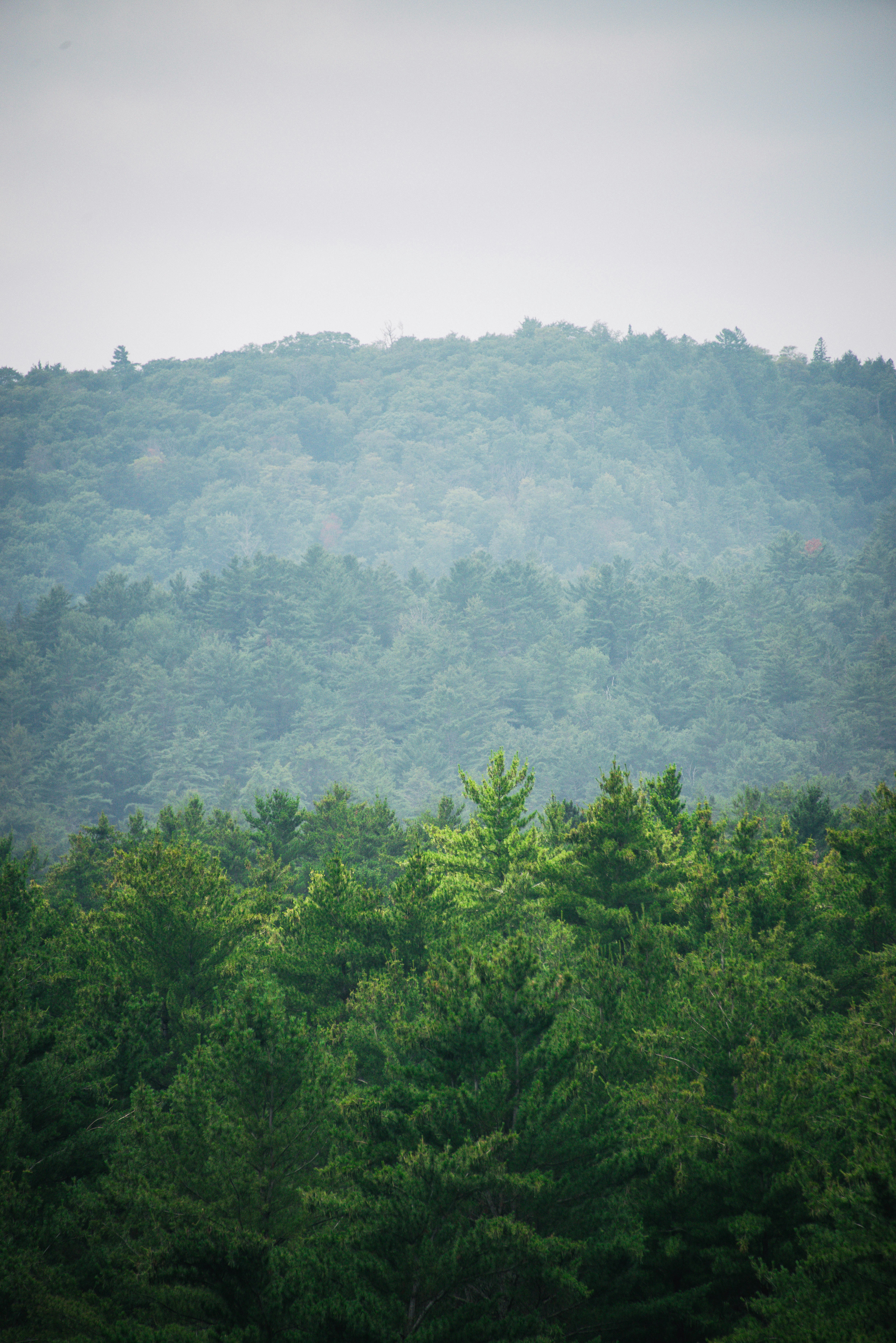 Layers of Green: Nature's Textured Canvas