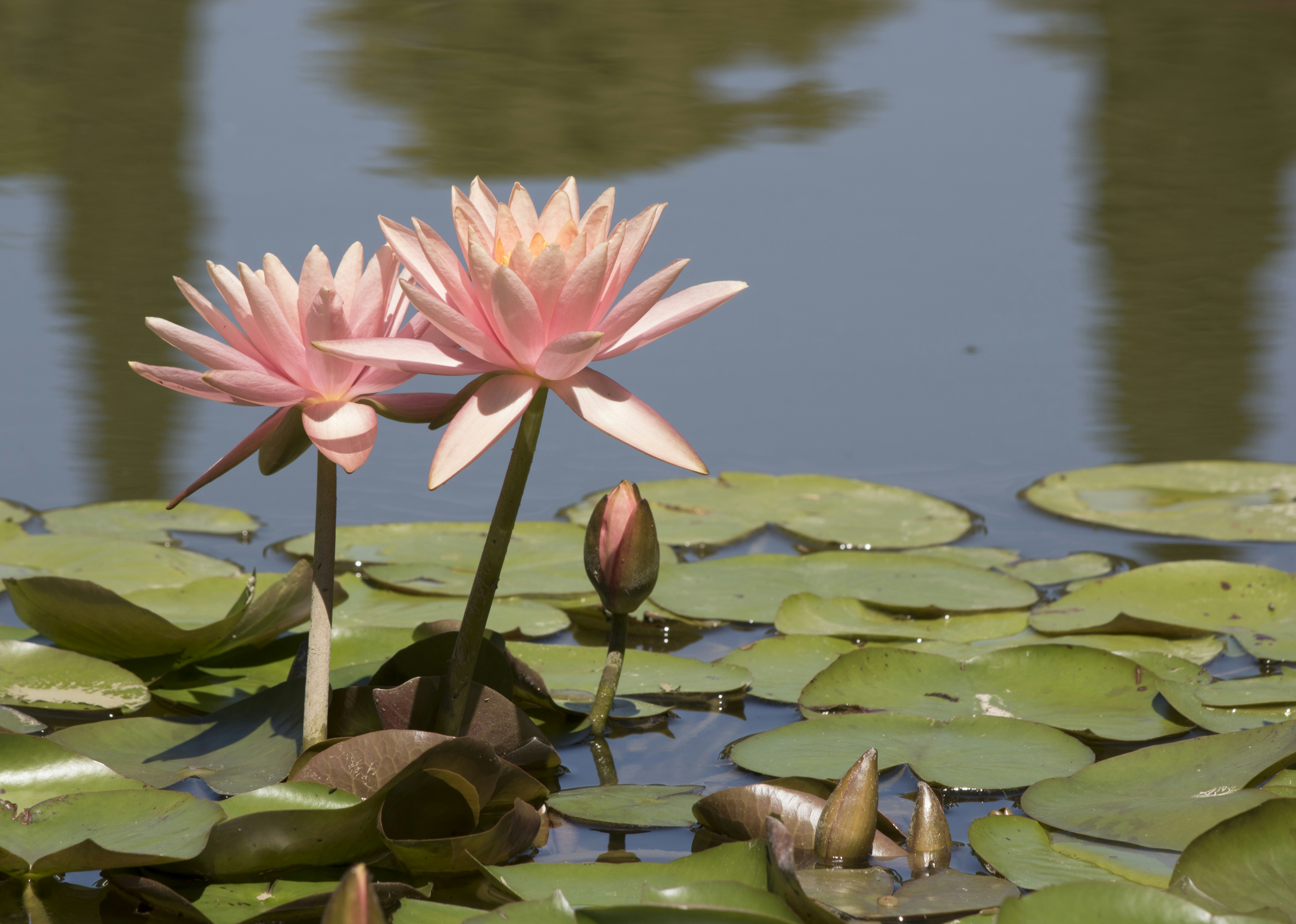 Serenity Among Lilypads