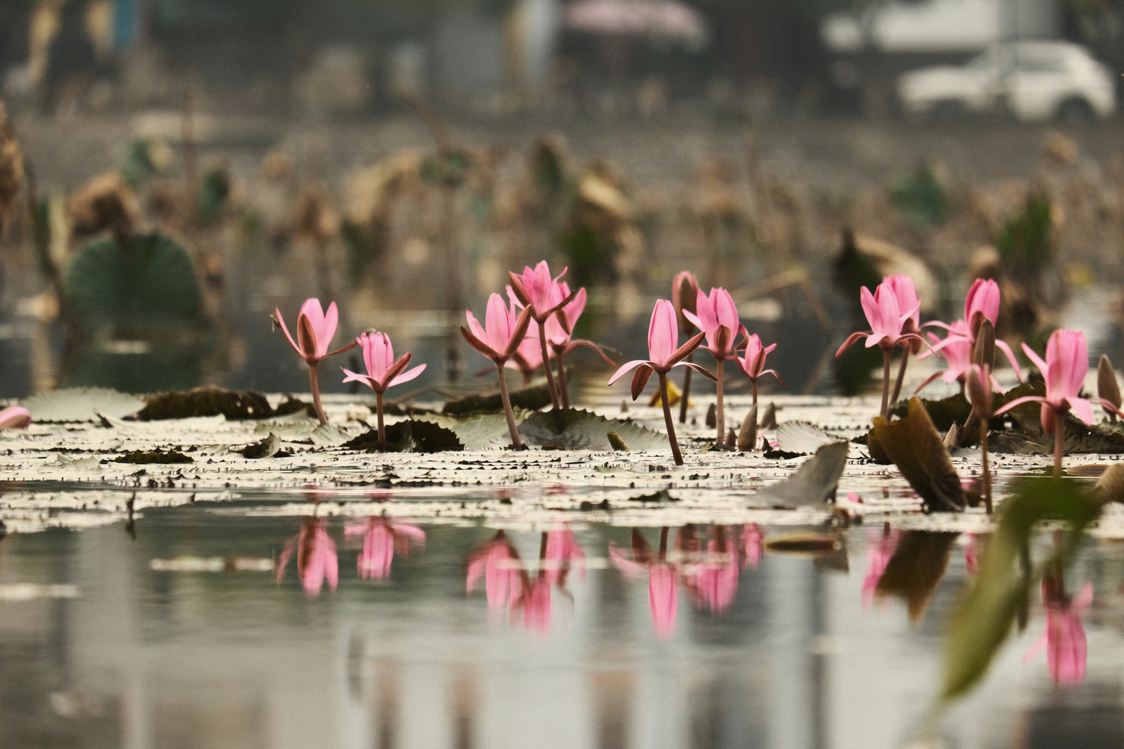 Petals on the Mirror: A Quiet Pond of Pink Lotuses