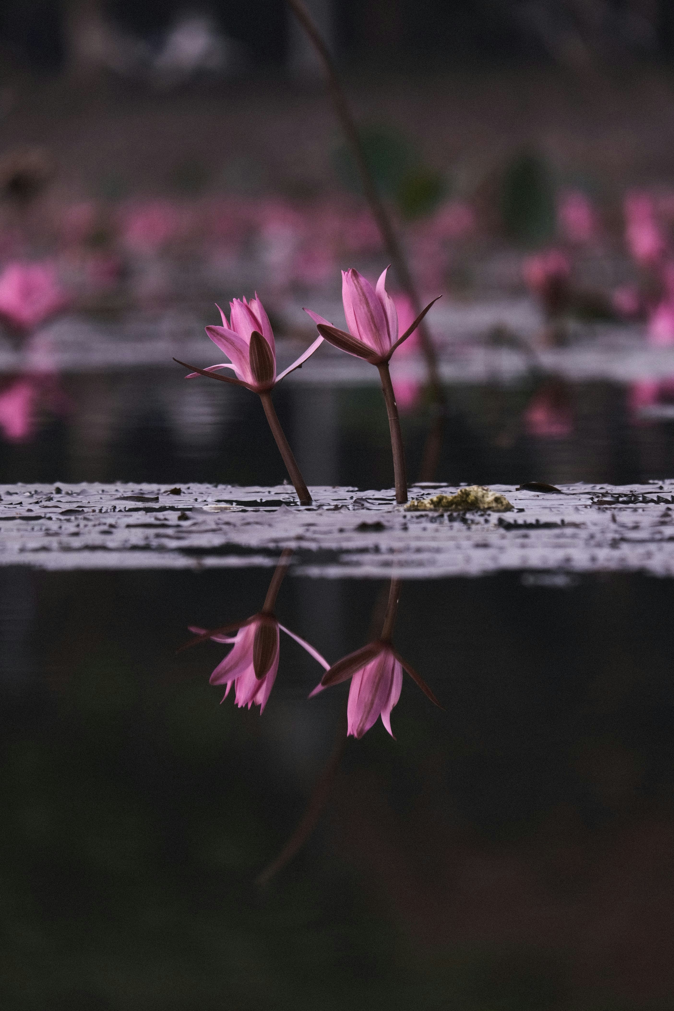 Echoes of Pink: Twin Lilies on a Quiet Pond