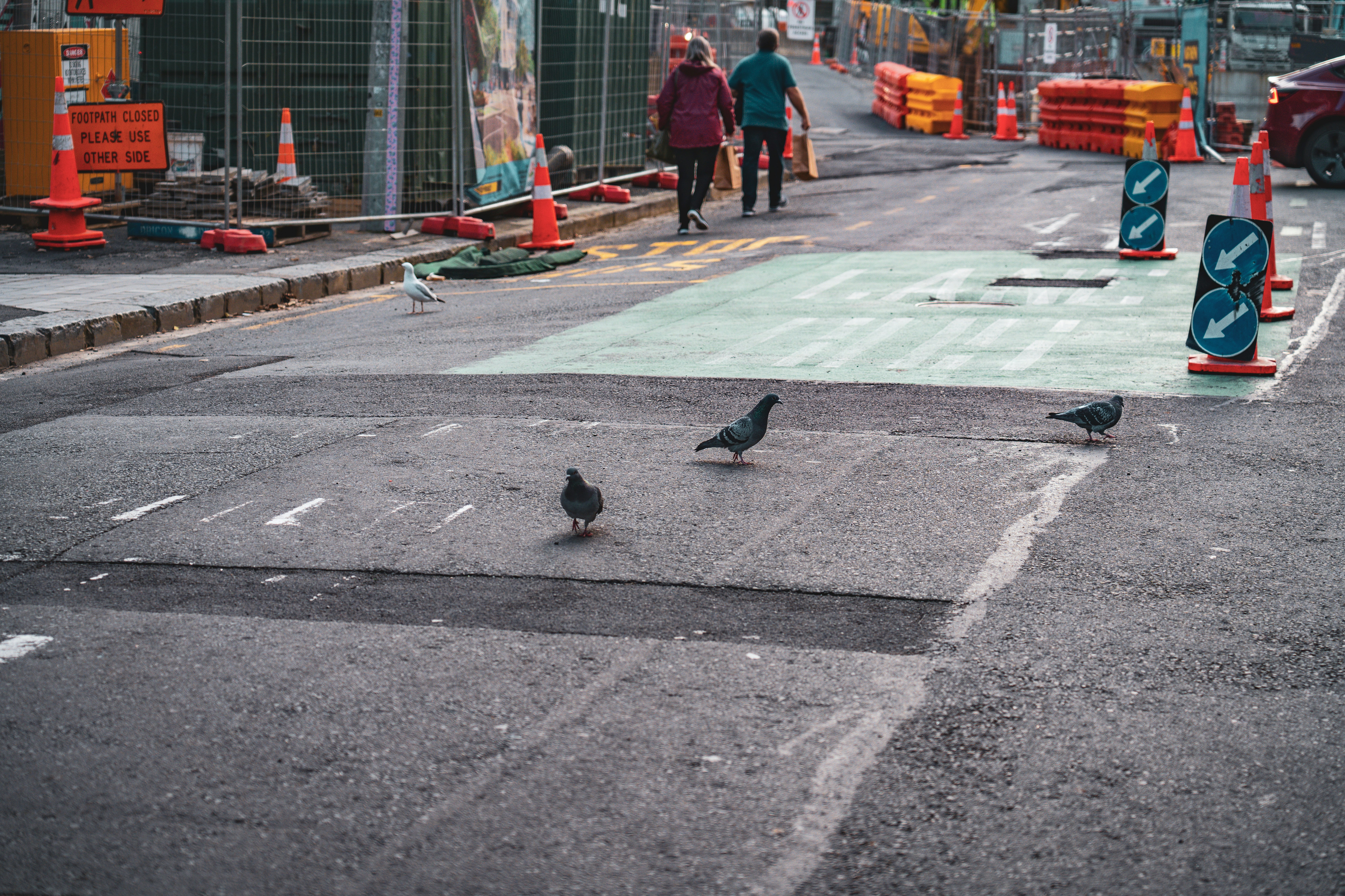 Pigeons Pause on a Painted Crosswalk Amid City Construction