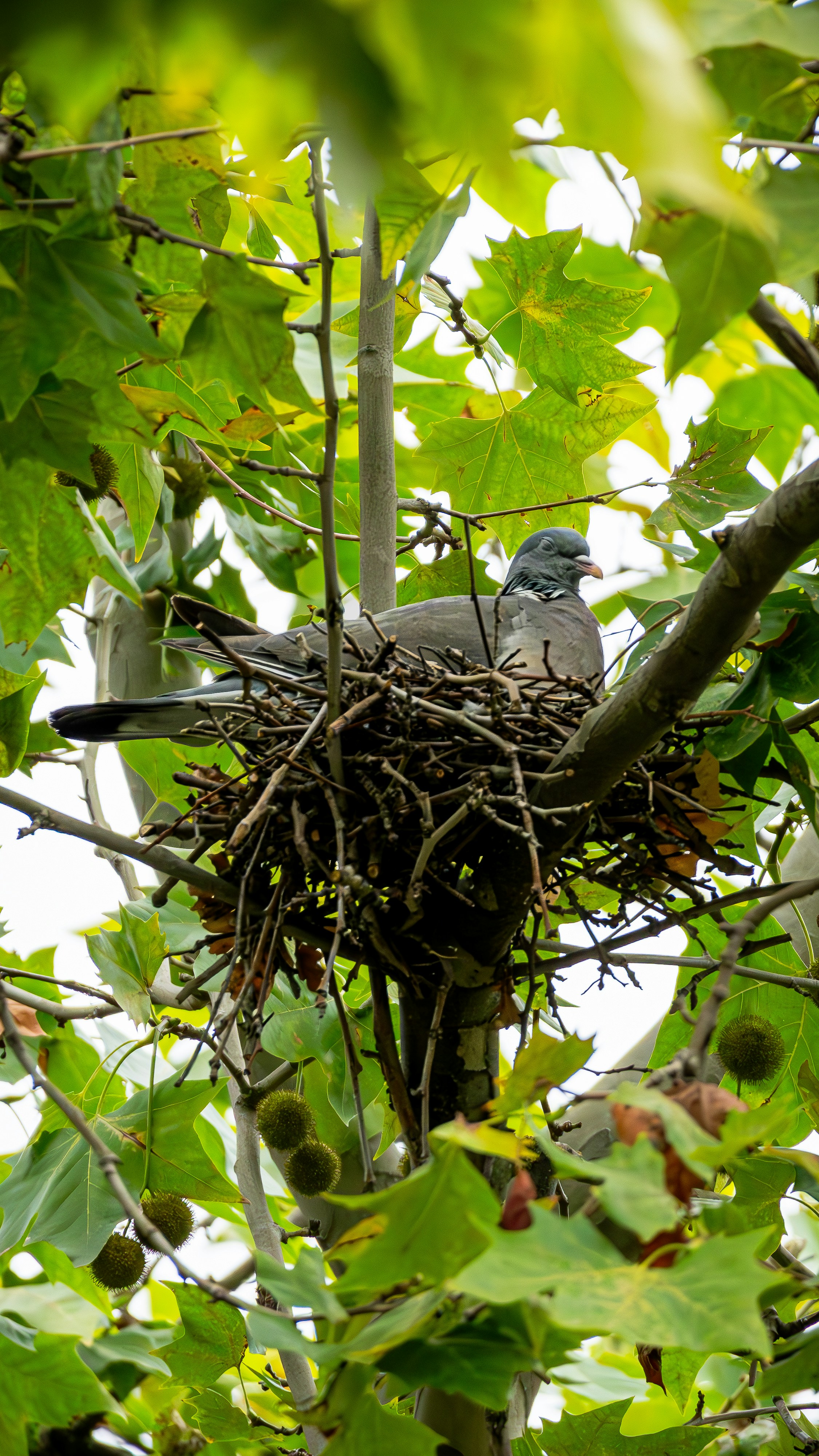 Nest Sentinel: Pigeon Perched in a Twig Cradle Amid Sunlit Maple Leaves