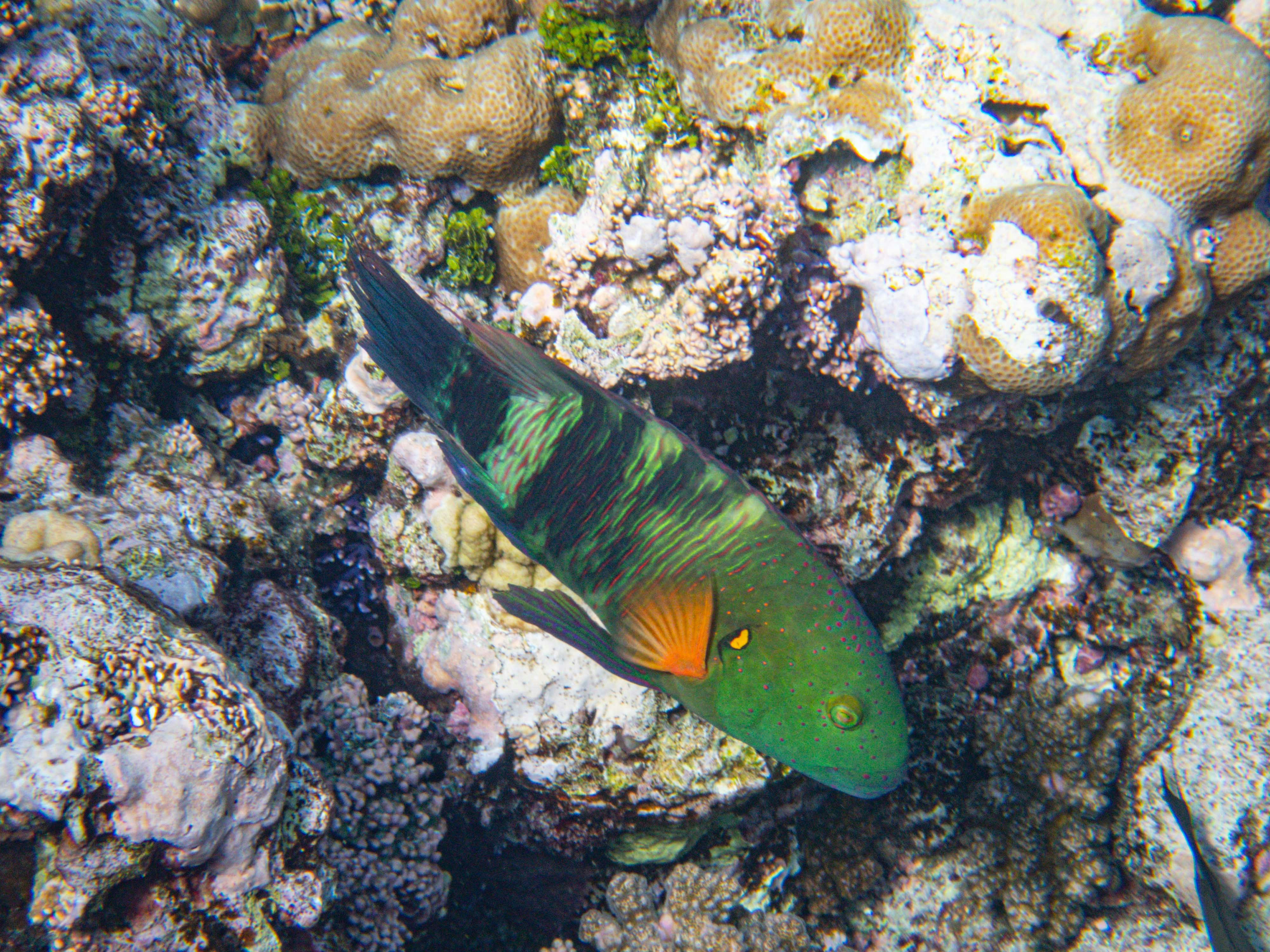 Un poisson vert et orange sur un récif corallien photo – Photo L'eau ...
