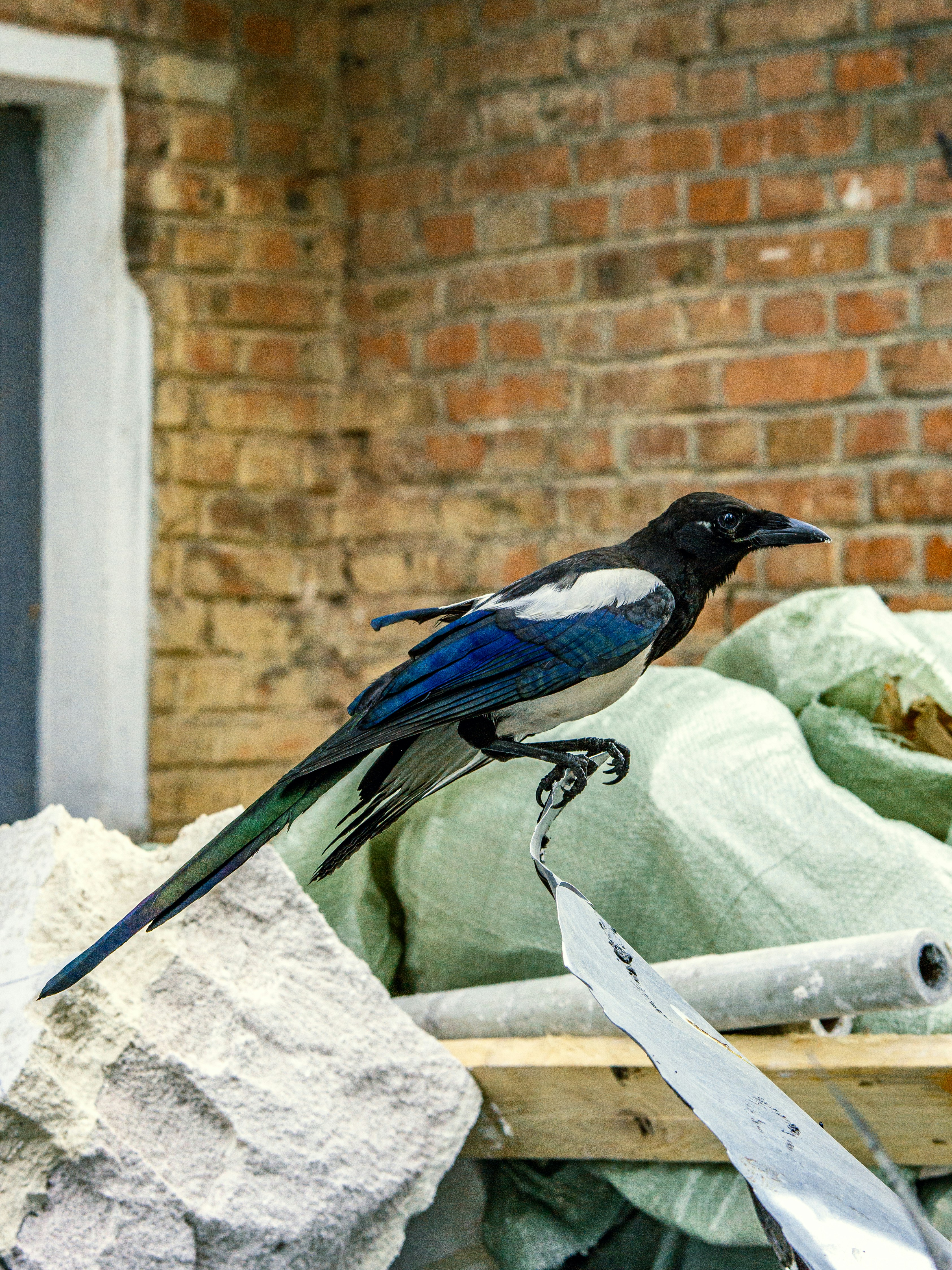 Azure-winged Crow perches amid construction rubble against brick backdrop