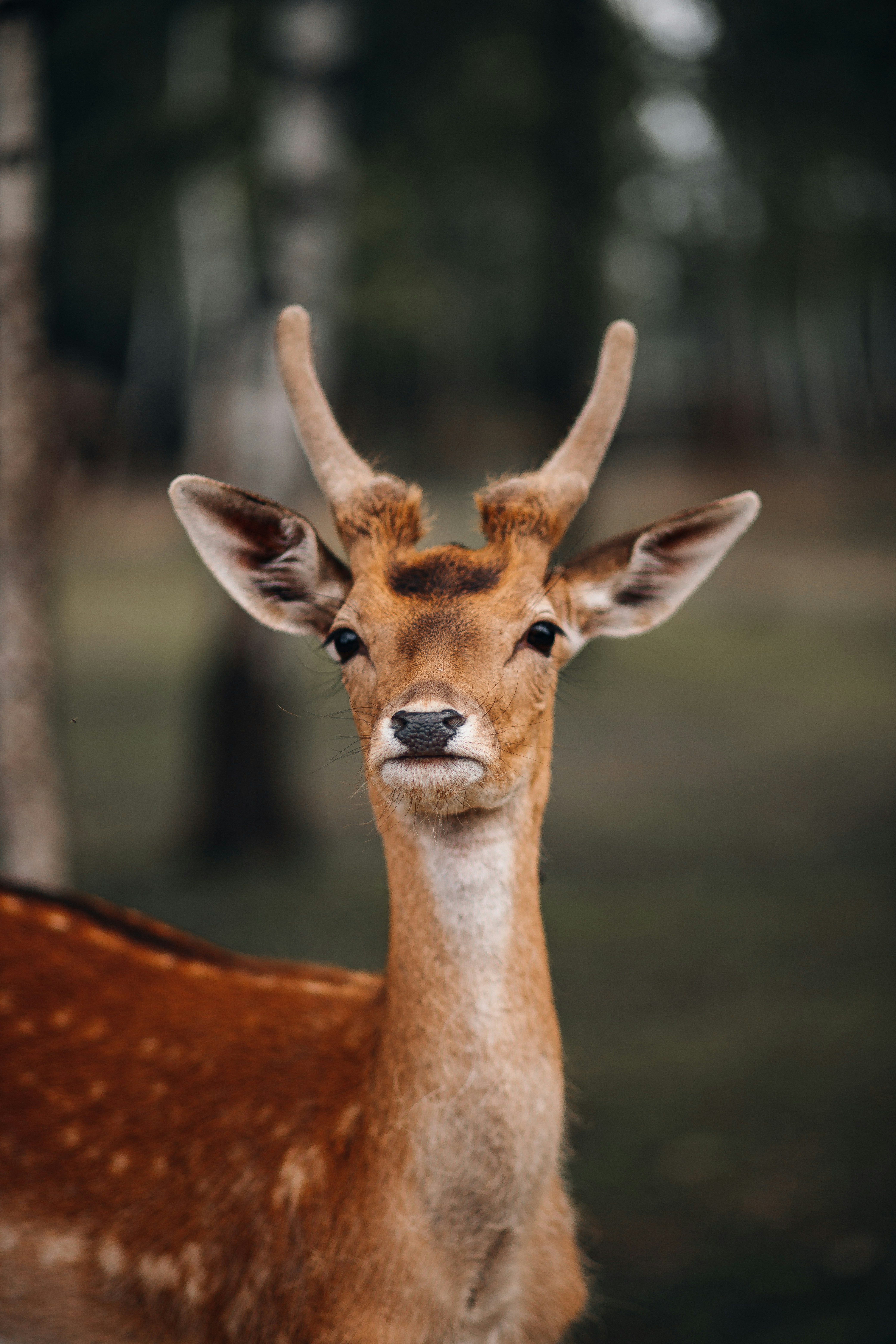 A close up of a deer's face with trees in the background photo – Free ...