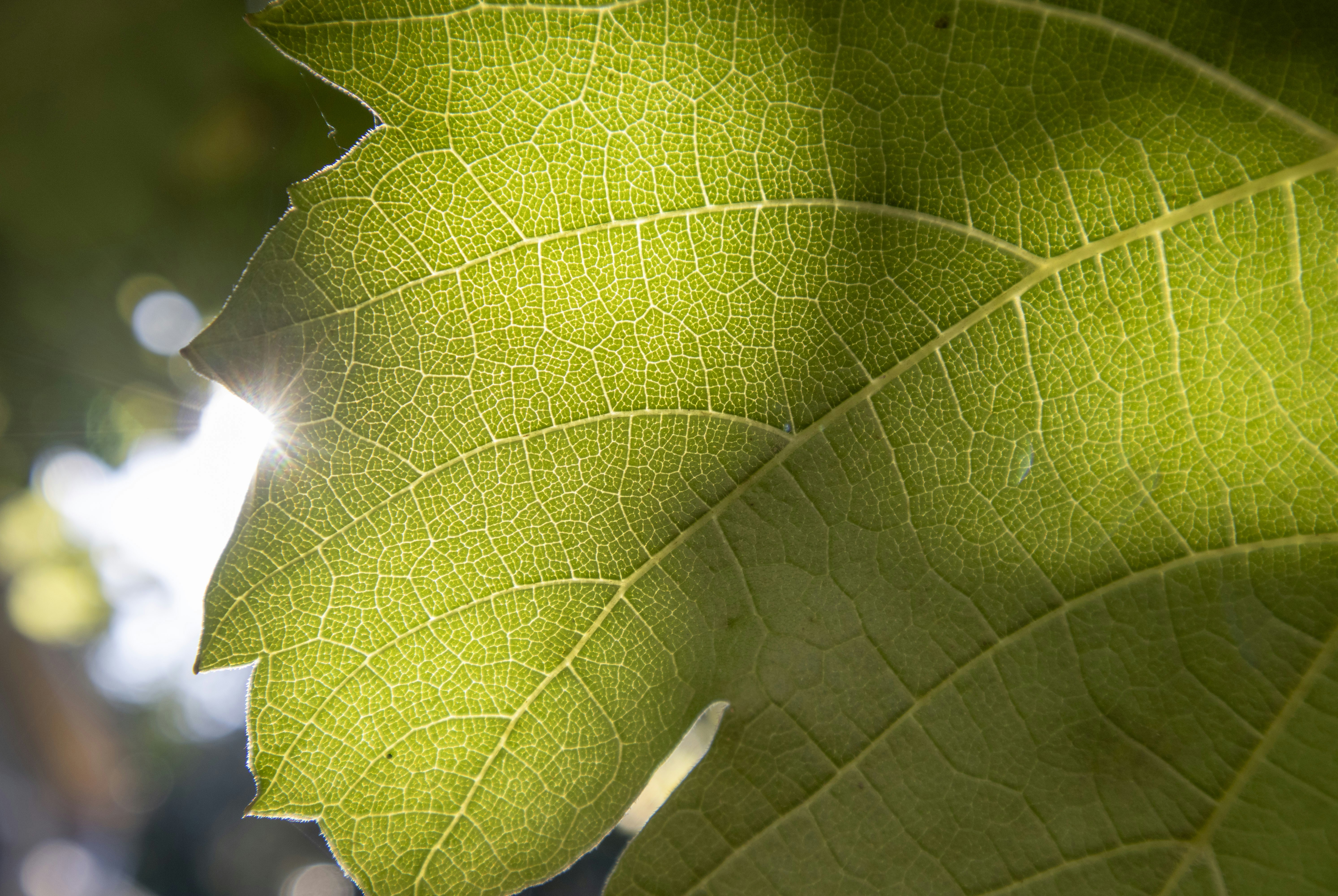 Sunlit Vein Quilt: a single leaf in sharp relief
