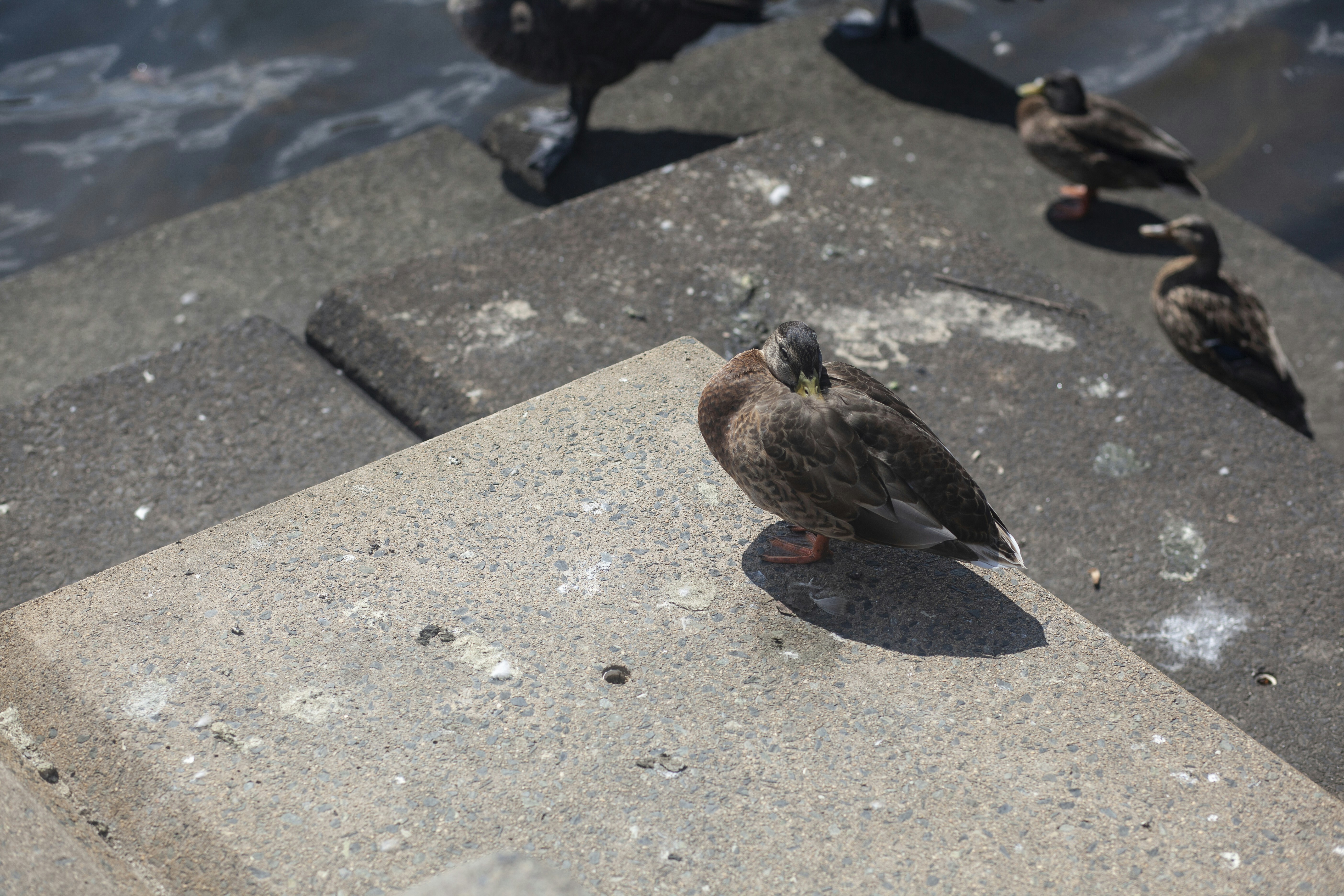 A flock of birds standing on top of a cement slab photo – Free Duck ...