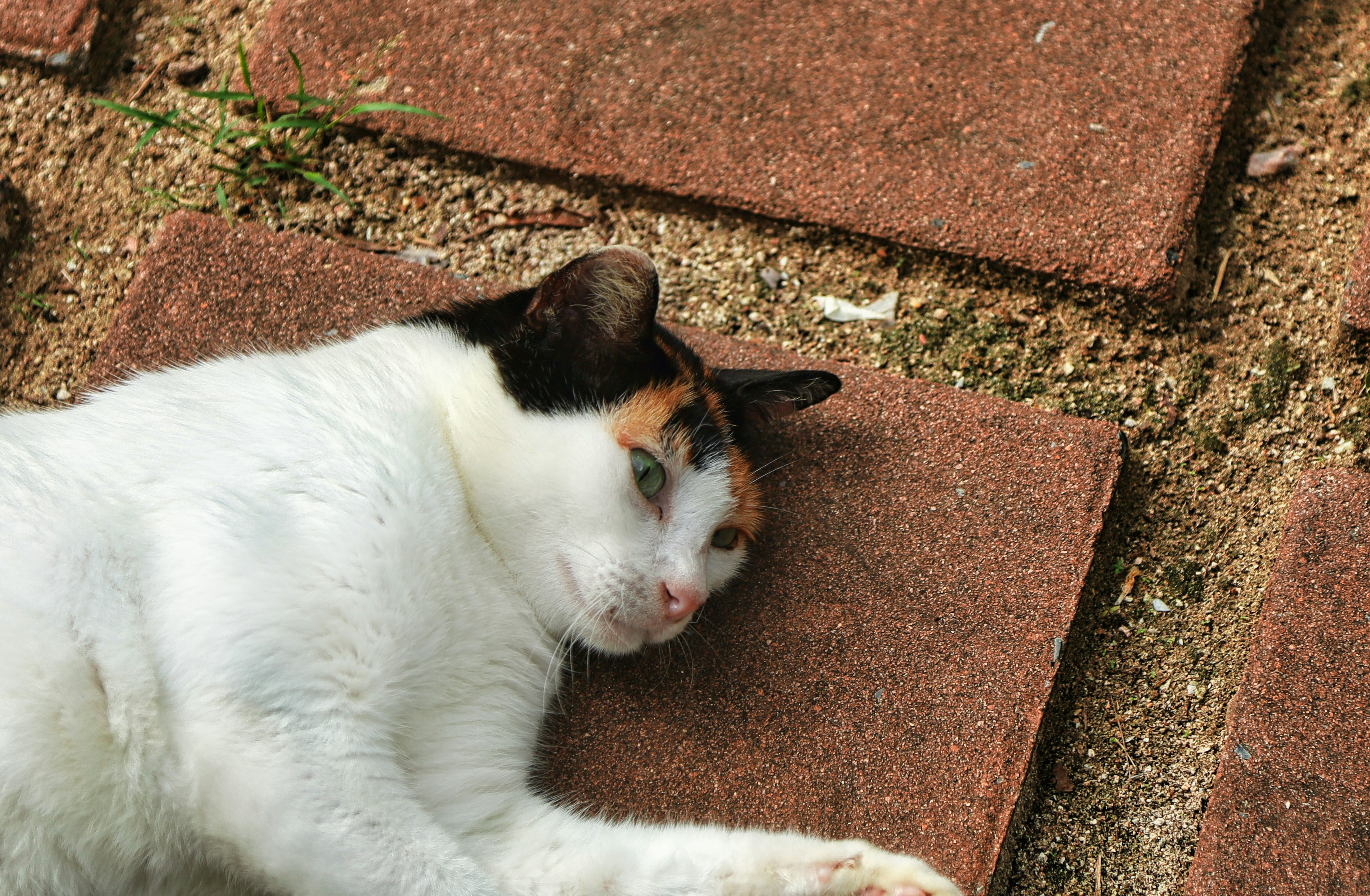 Brick-Step Reverie: A Calico Cat Reposes in Warm Light
