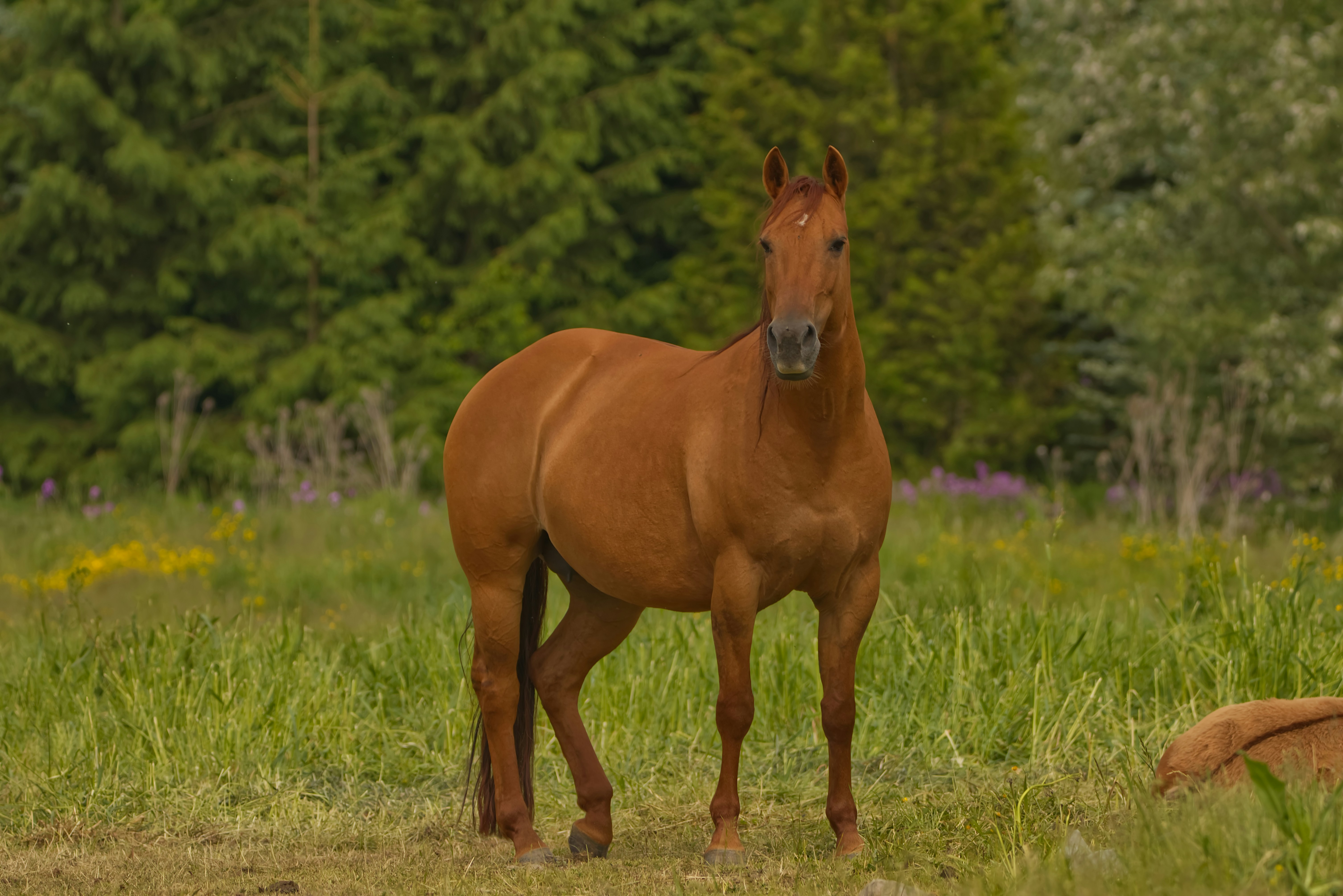 A chestnut horse stands gracefully in a lush green field, surrounded by vibrant flora and gentle trees. Its calm demeanor reflects the tranquility of the natural setting.