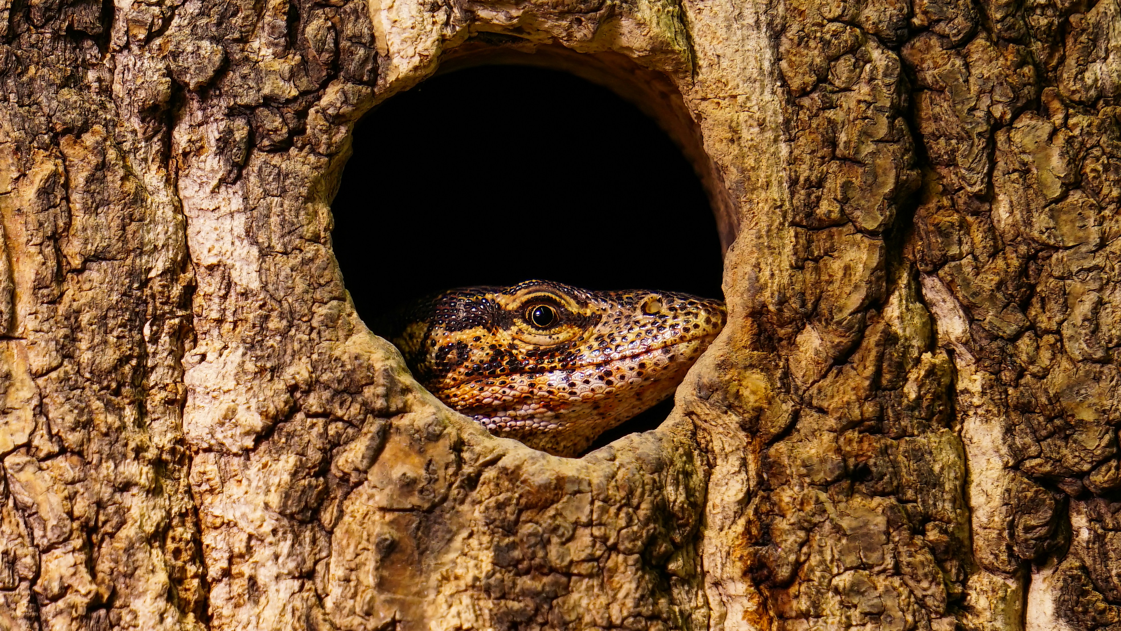 A small lizard is peeking out of a hole in a tree photo – Free Animal ...