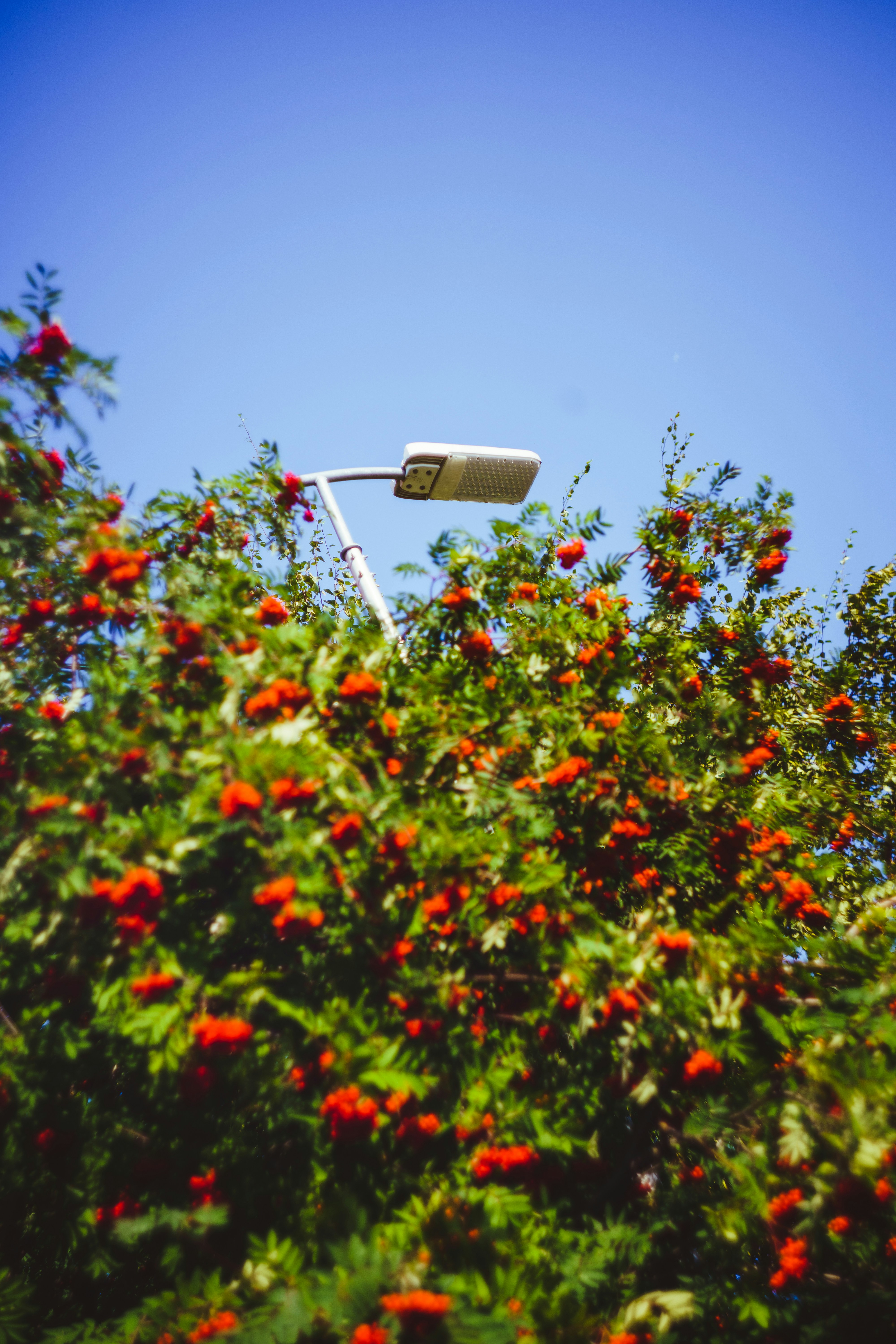 Lamp Against a Curtain of Coral Blooms Under a Clear Sky
