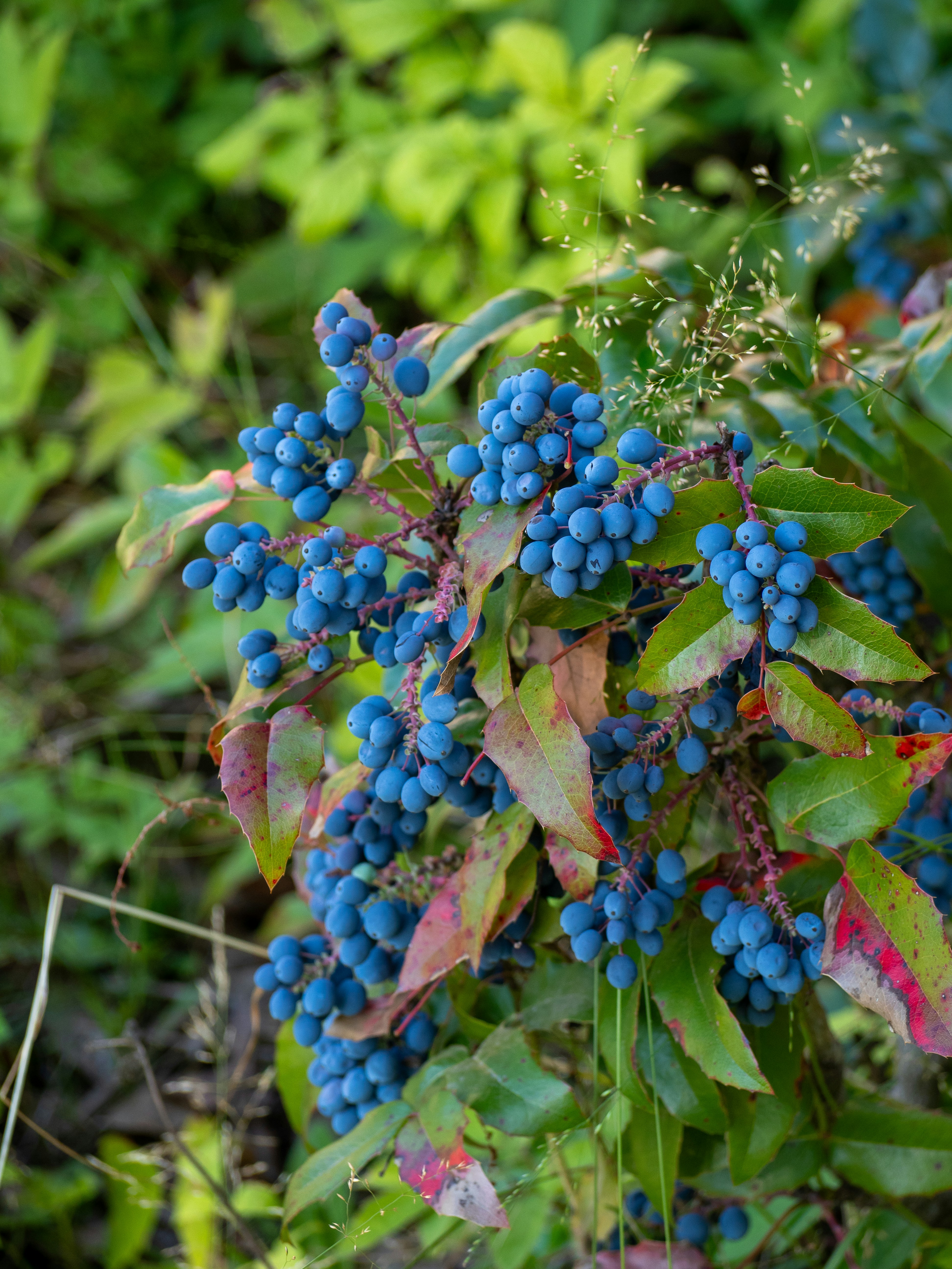 A bunch of blue berries hanging from a tree photo – Free Tammisaari ...