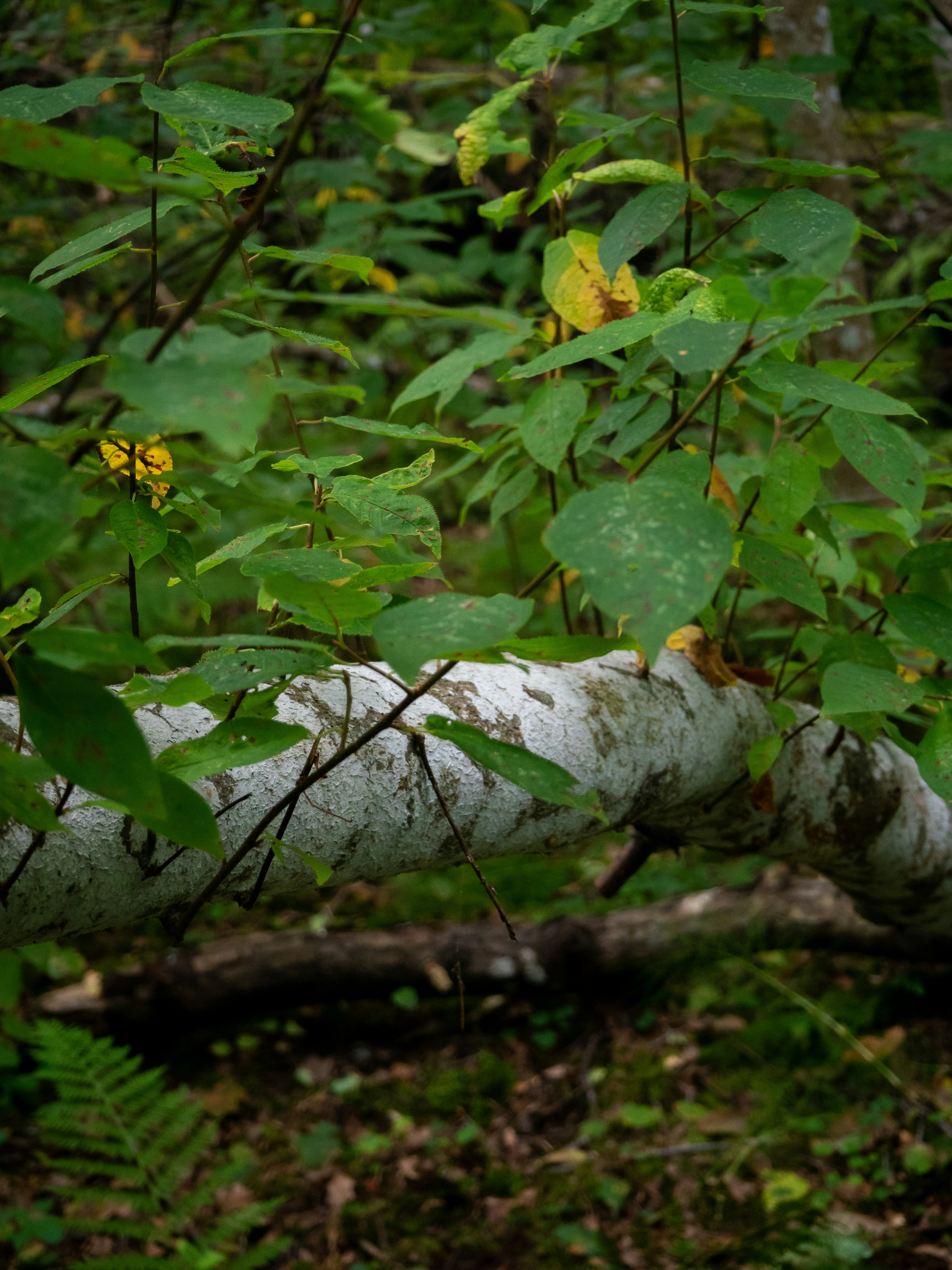 Birch Arch Under a Green Veil