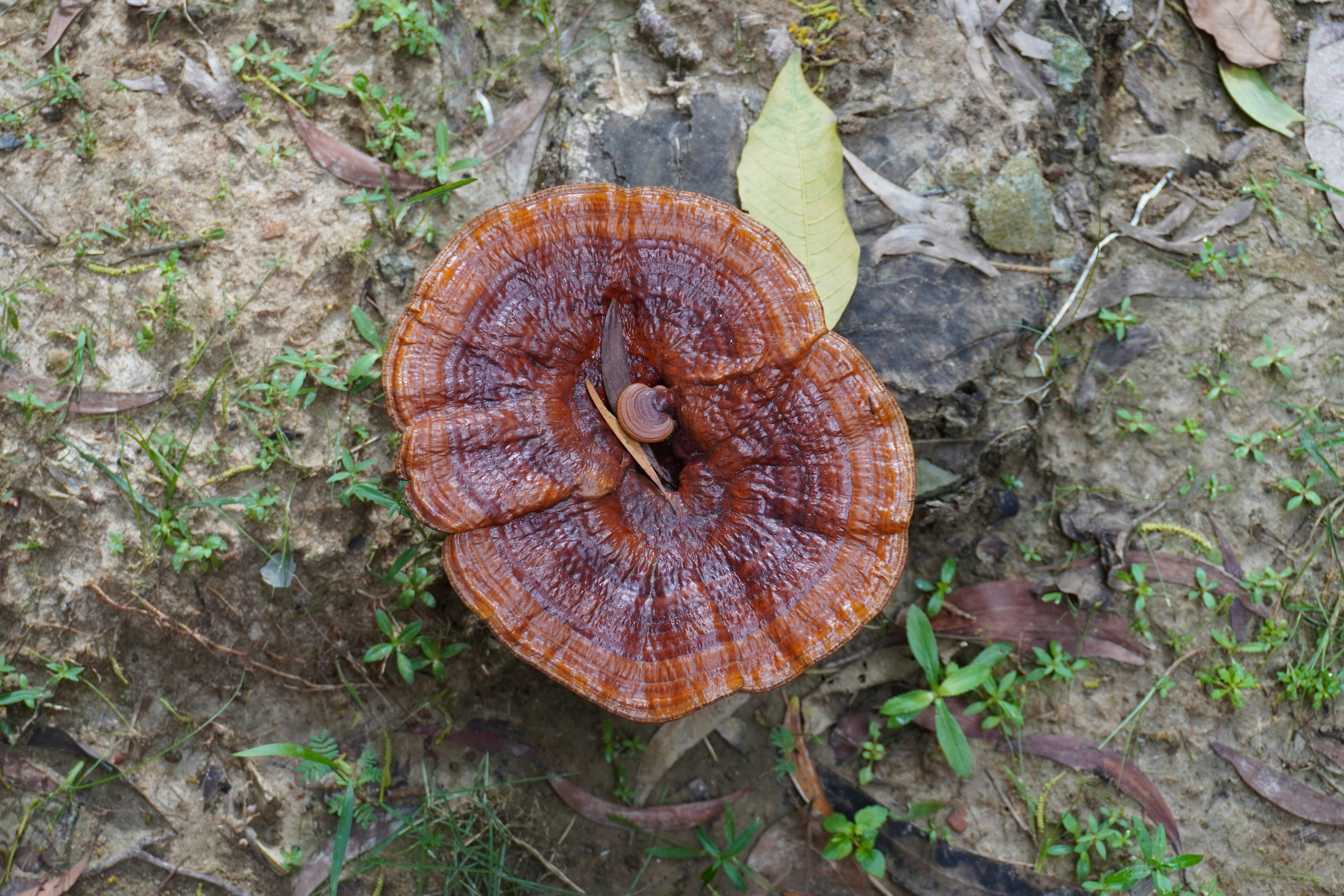 Concentric Orange Fungus Rising from Damp Earth