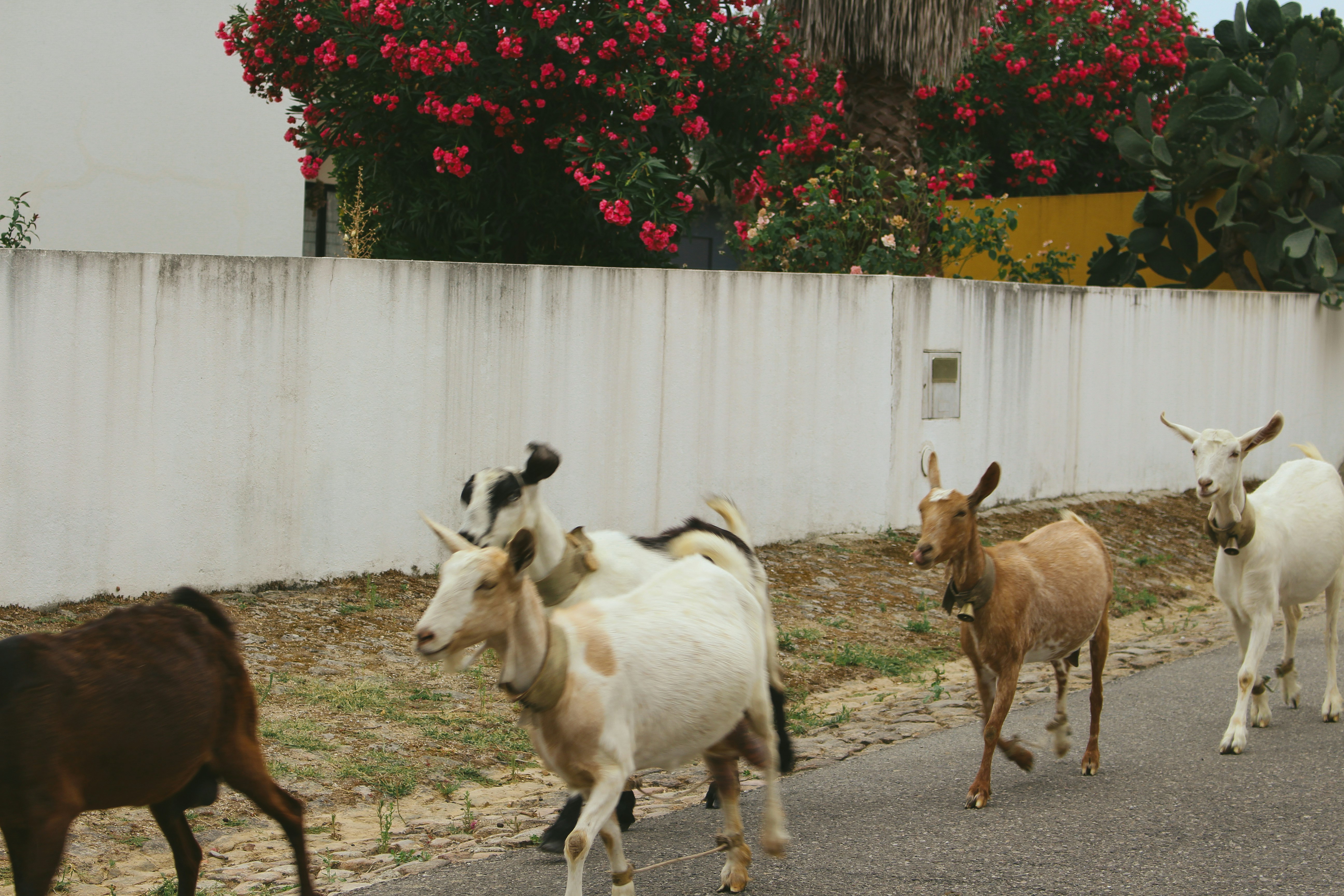 Rural goats on the road in portugal