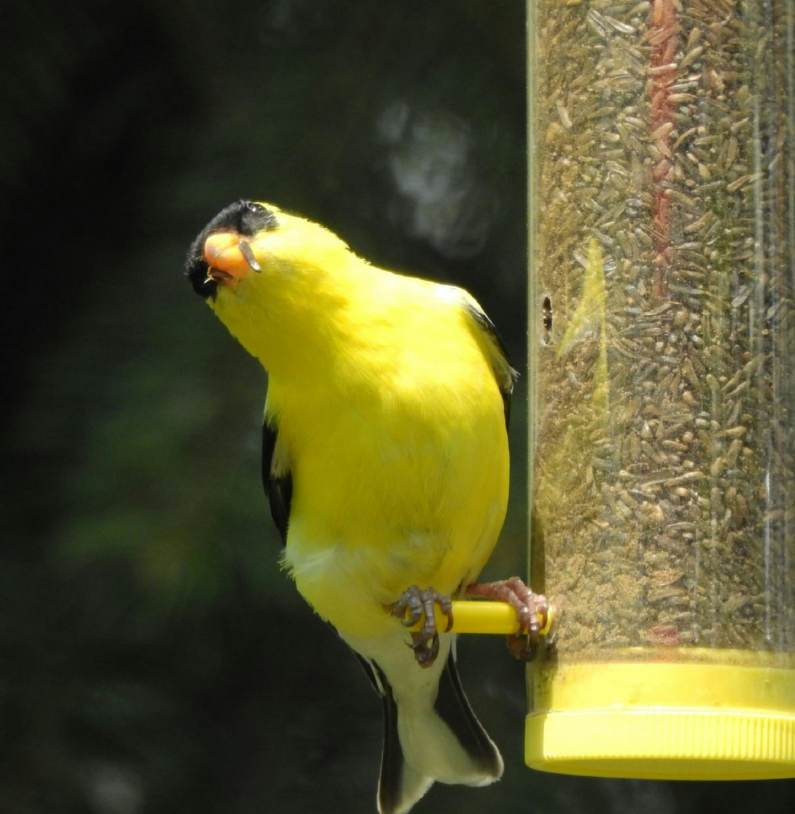 A yellow bird perched on a yellow bird feeder photo – Free Usa Image on ...