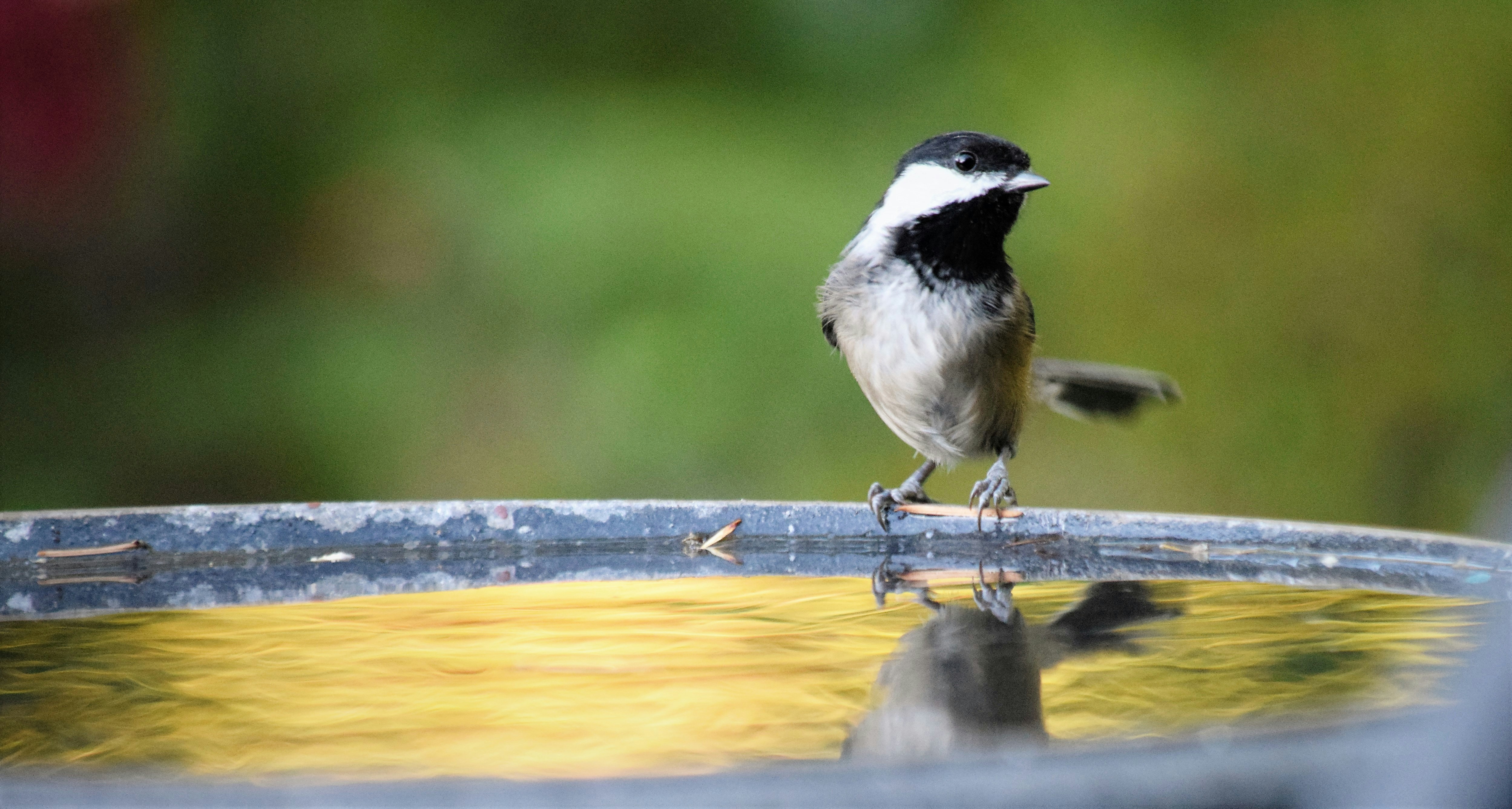 Perch Above Gold: A Tiny Songbird on a Weathered Rail