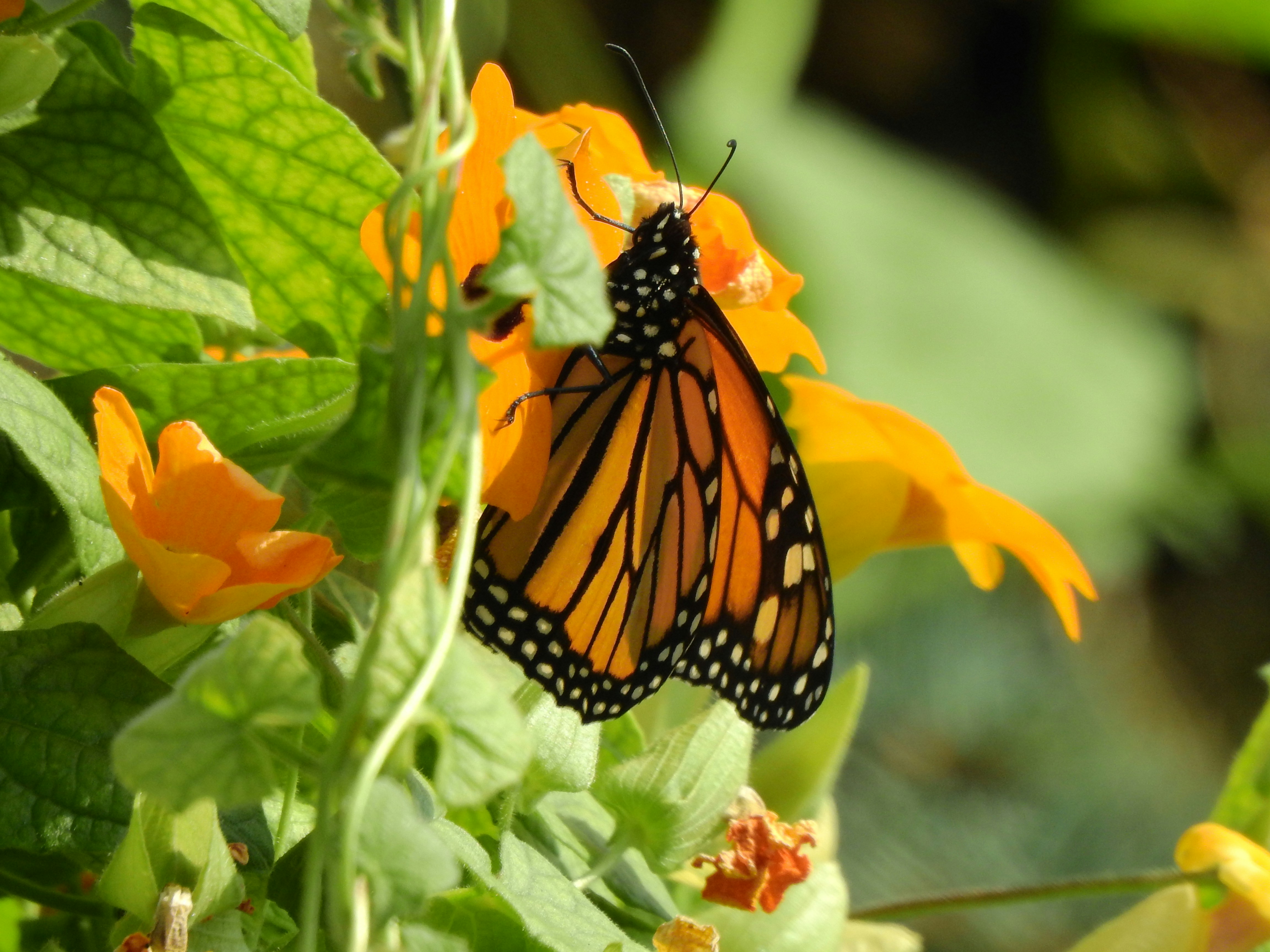 Monarch butterfly perched on vibrant orange flowers, showcasing intricate wing patterns against lush greenery.