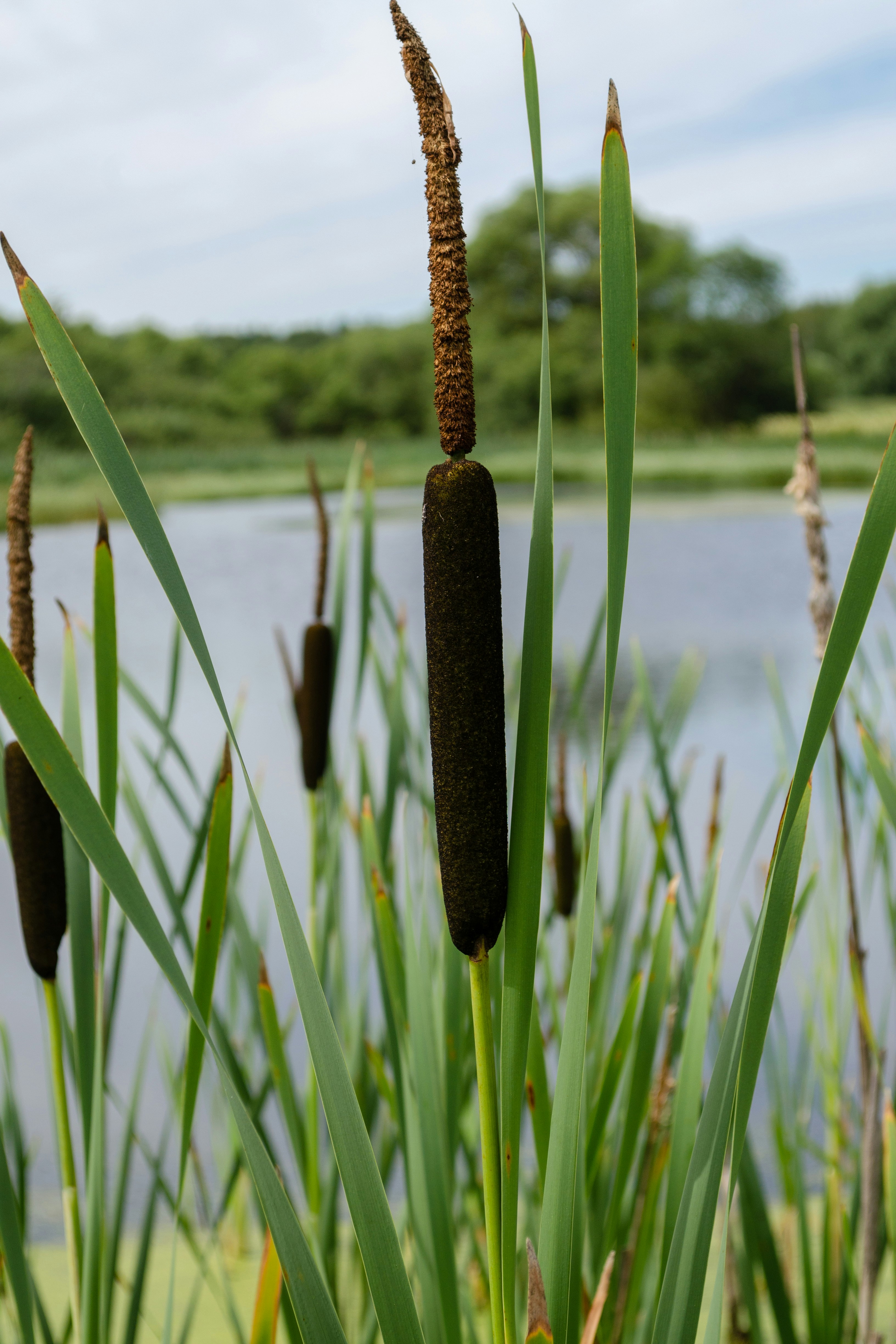 Cattail Sentinel at the Pond's Edge