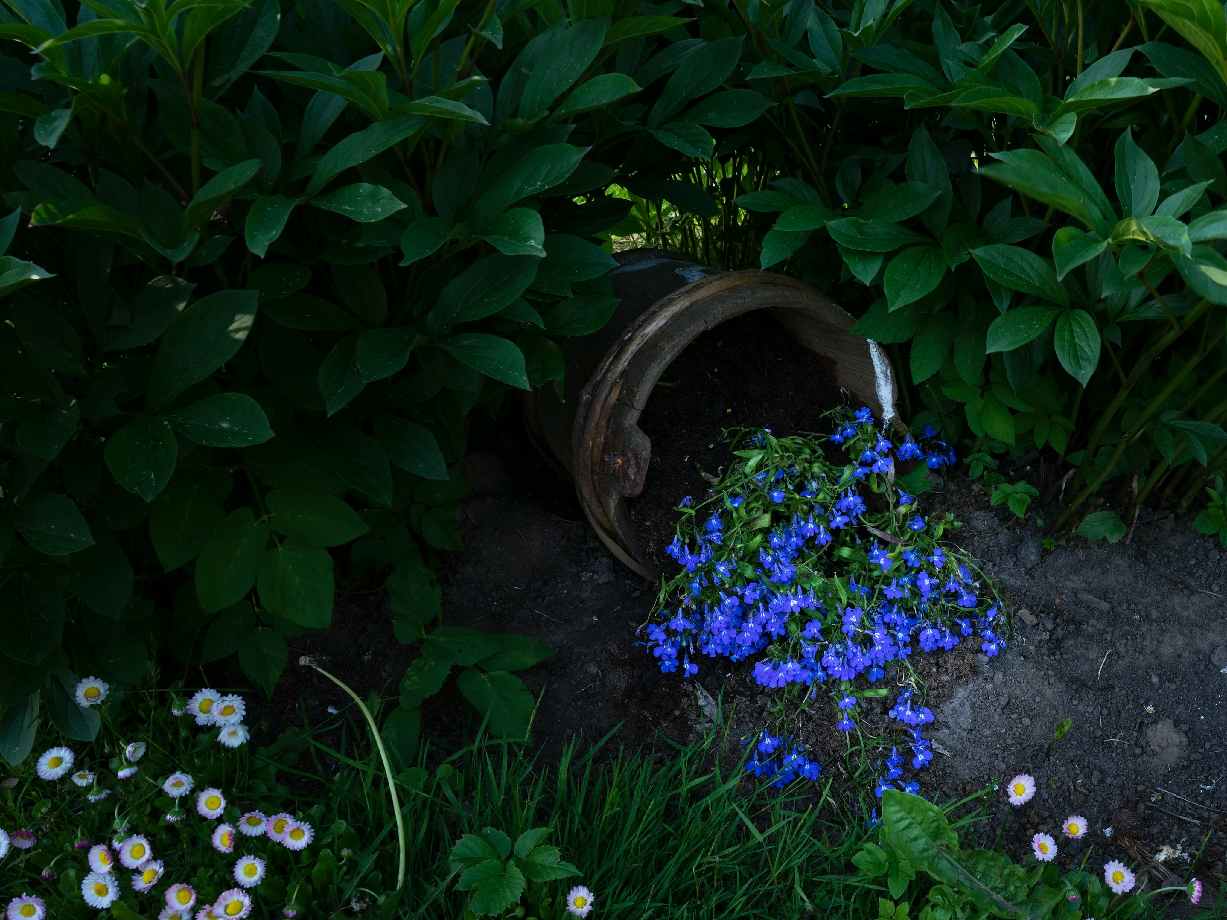 Spilled Indigo: Blue blooms spill from a toppled pot into a shaded garden