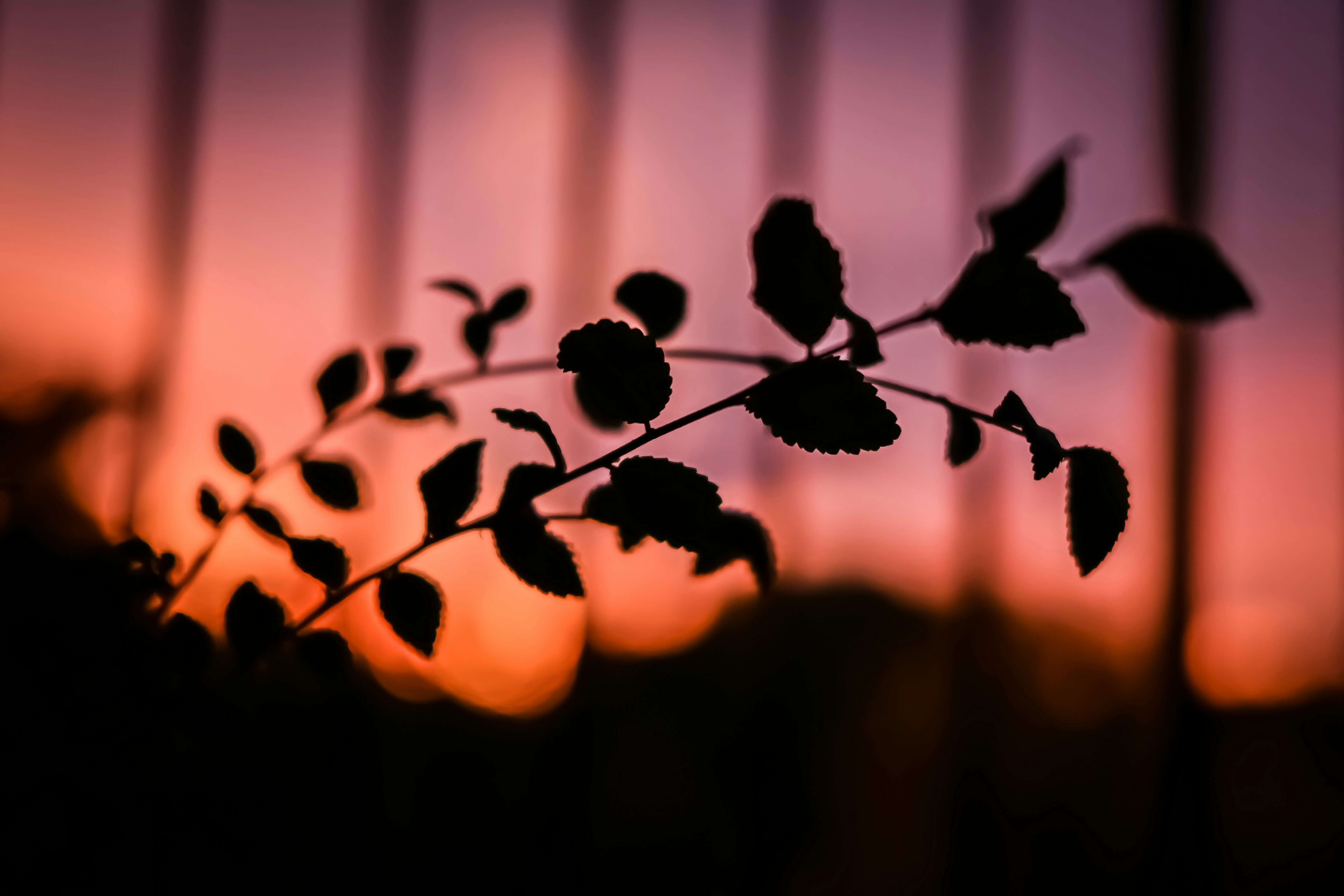 Photo by Lucia Sorrentino with Nikon Z50