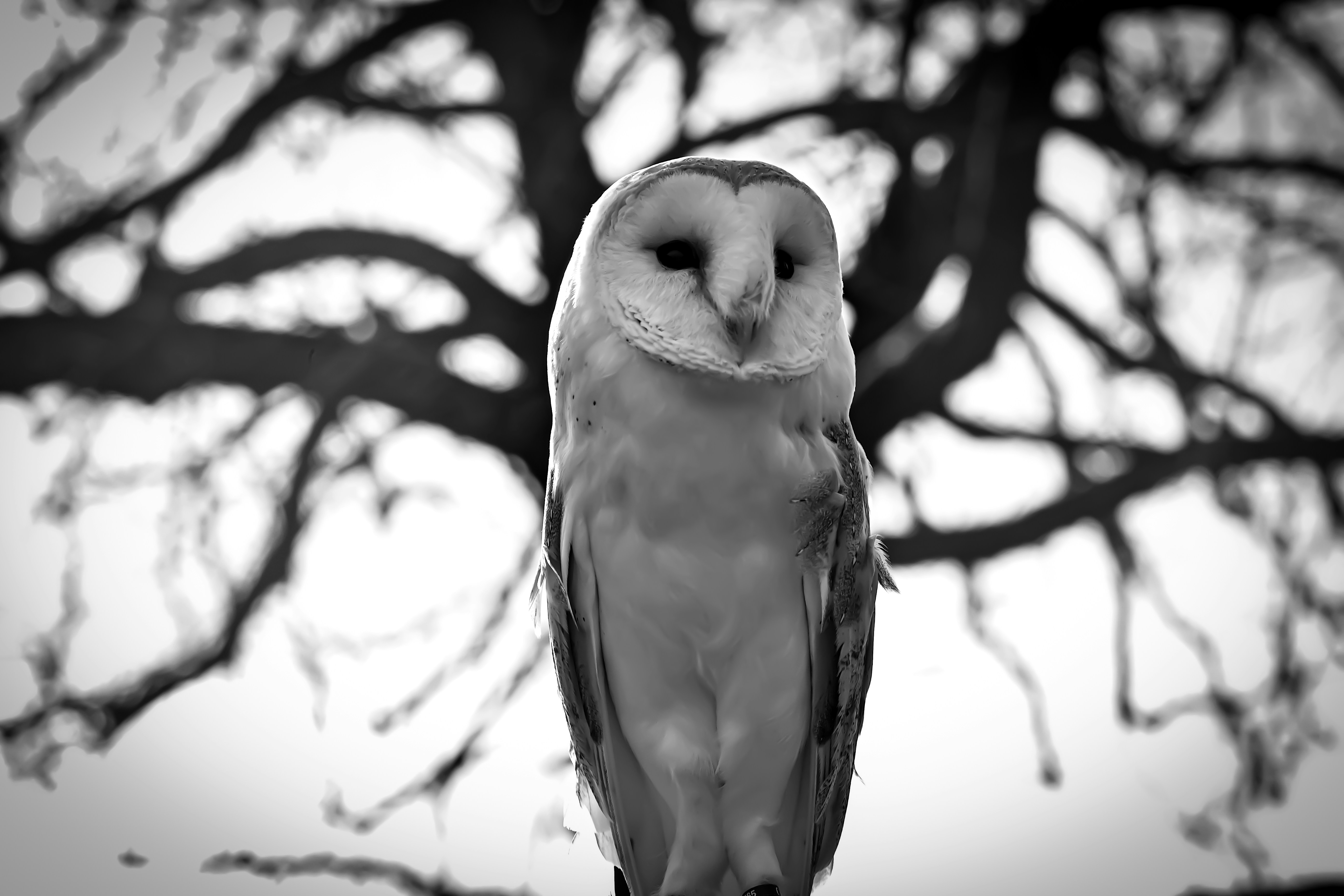 A barn owl perched solemnly against a backdrop of bare branches, showcasing its distinctive features in monochrome.
